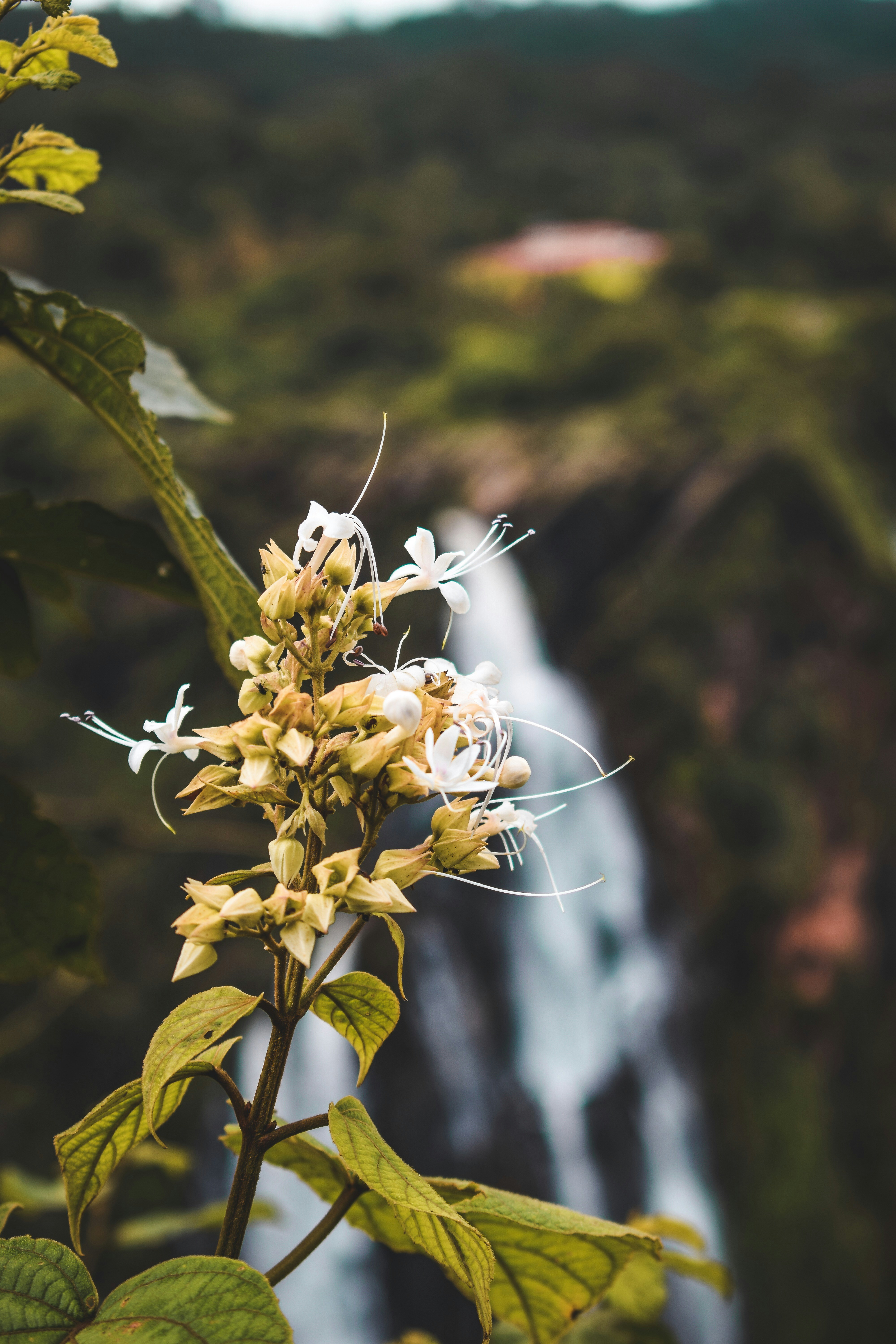 White-flowered stem in sharp focus against a distant waterfall panorama