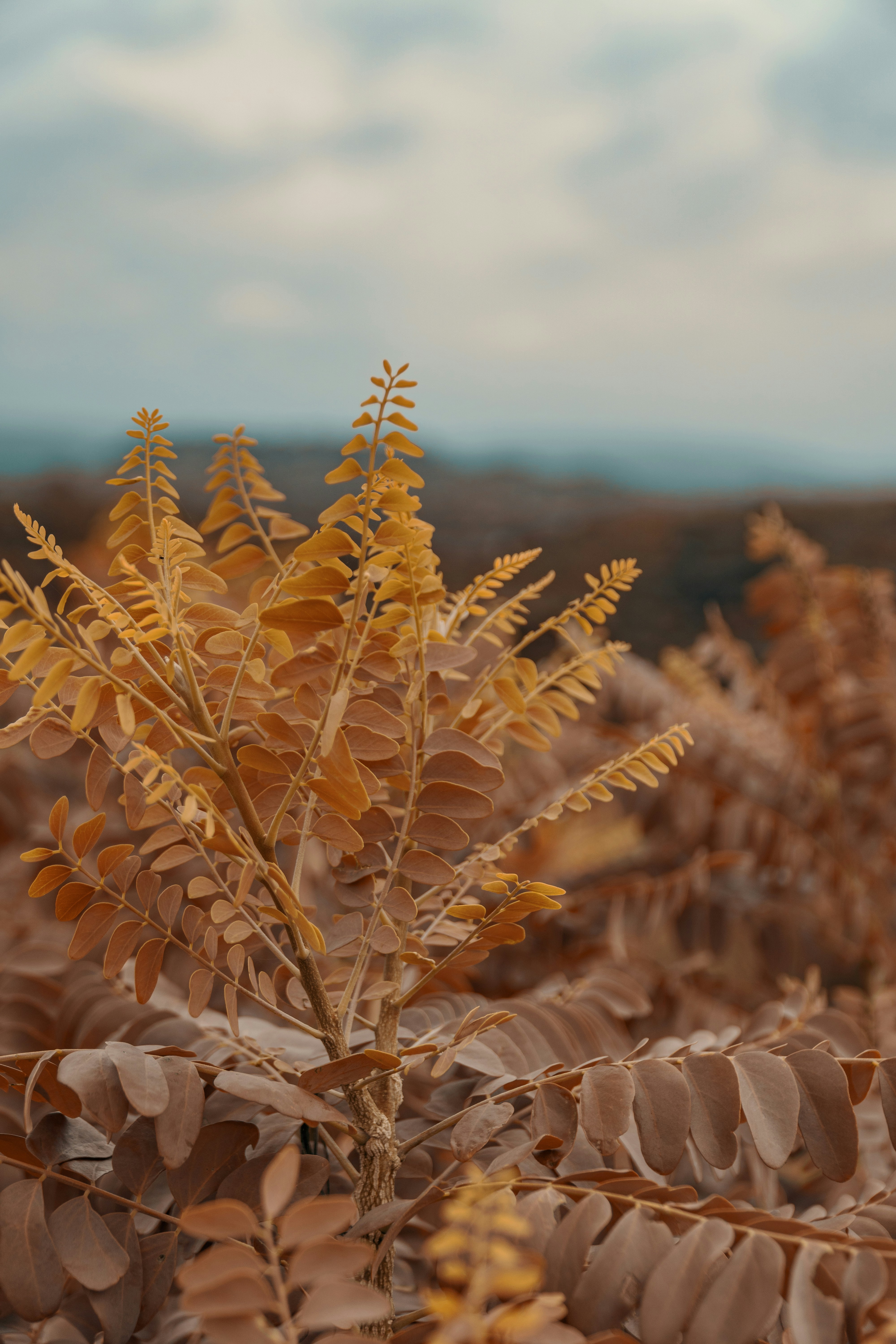 Coastal Gold: Close-Up of Autumn Ferns Framing the Sea Horizon