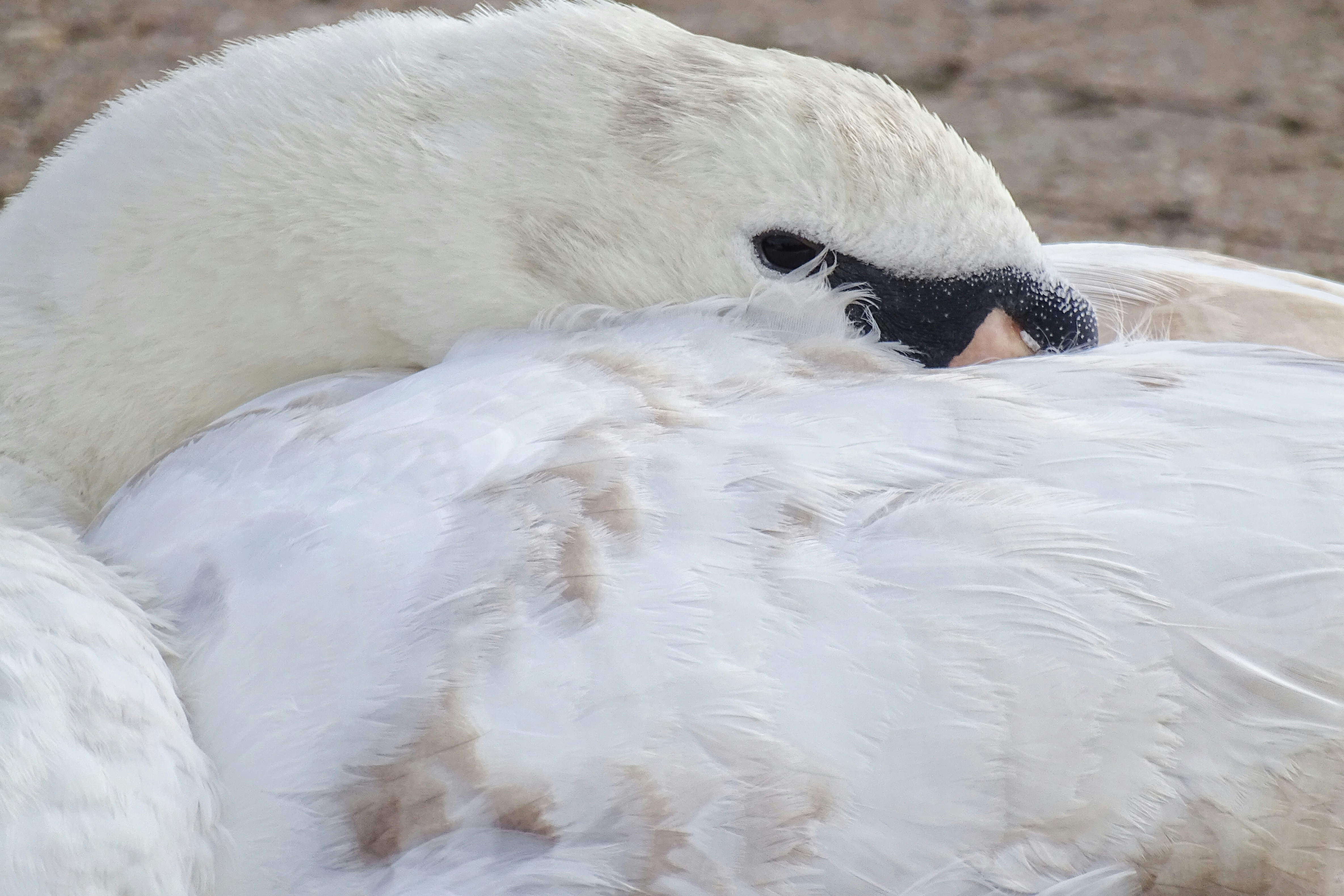 Swans are such beautiful birds. I love the way they rest but at the same time keep a watchful eye on you.  