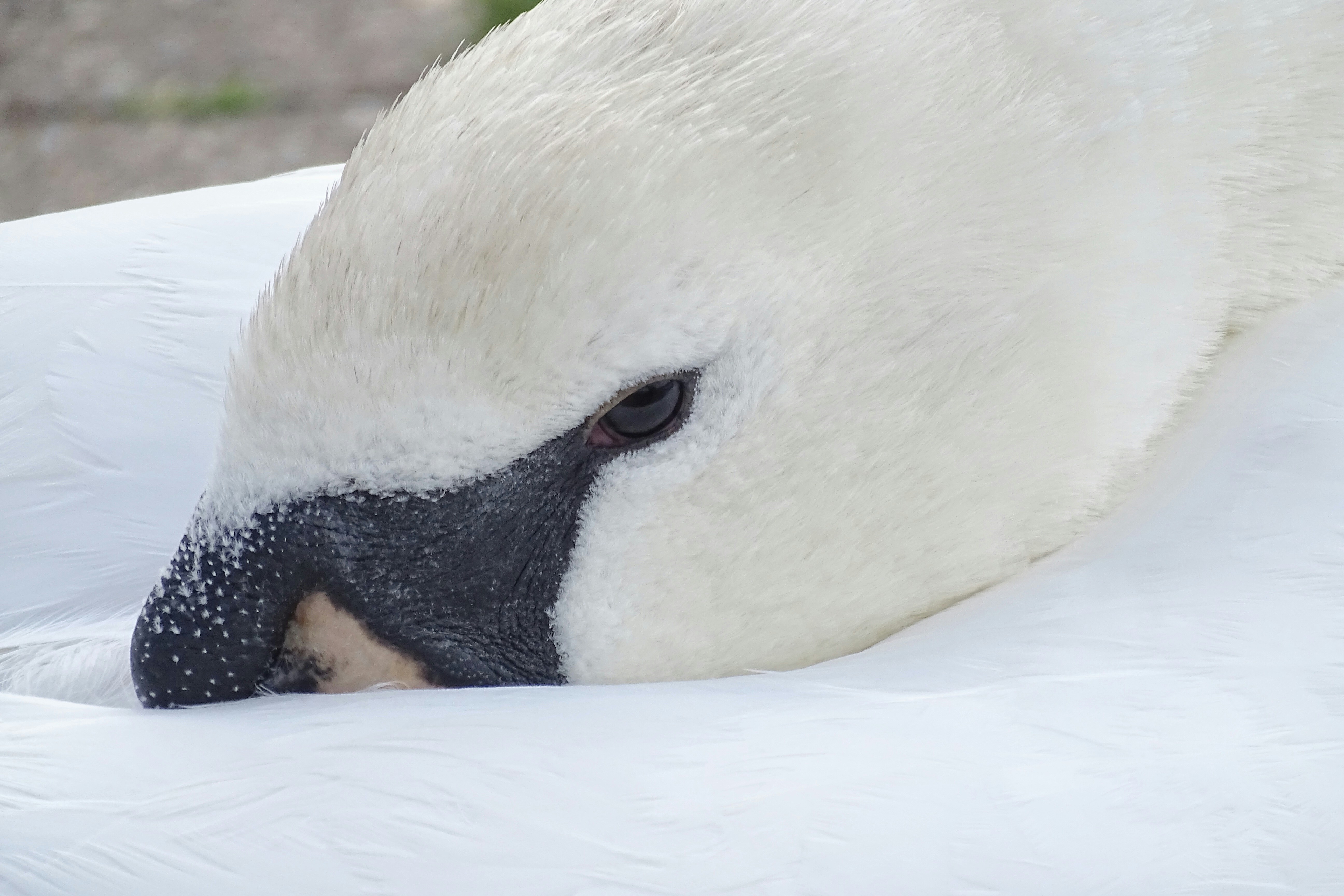 Swans are such beautiful birds. I love the way they rest but at the same time keep a watchful eye on you.  