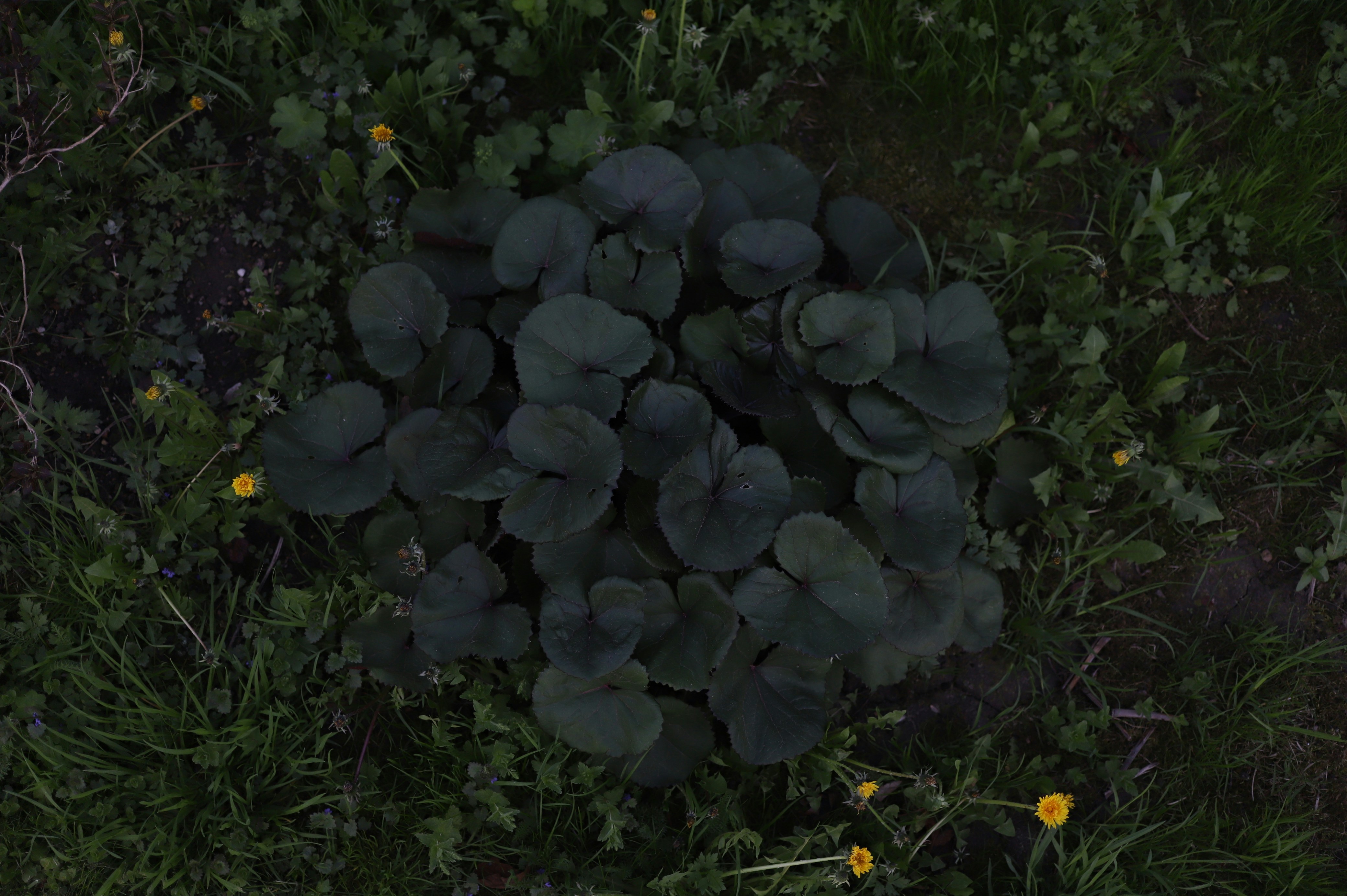 Moonlit Patch: Round Leaves Framed by Petite Yellow Blooms