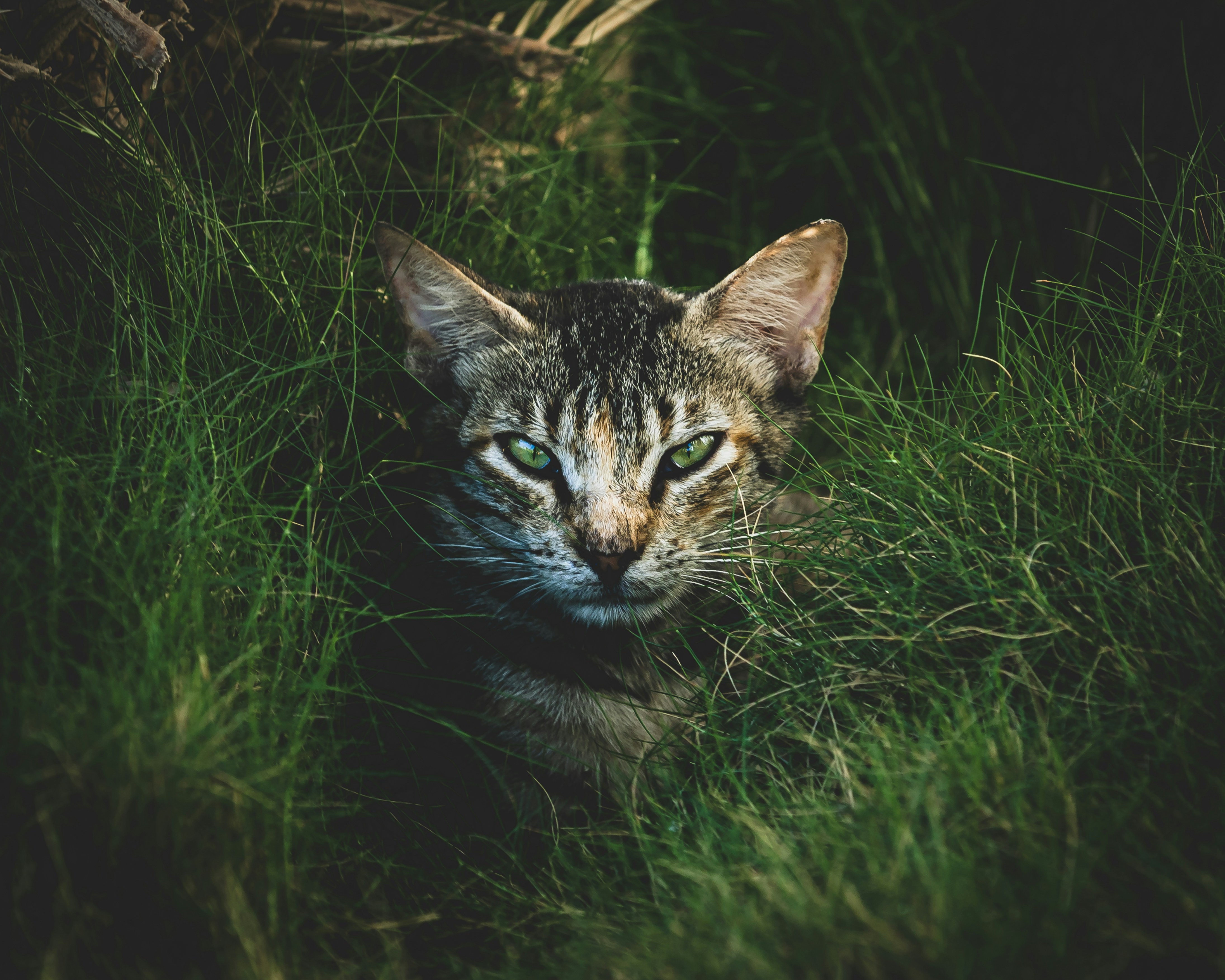 A cat peering through lush grass, its piercing gaze revealing a blend of curiosity and caution.