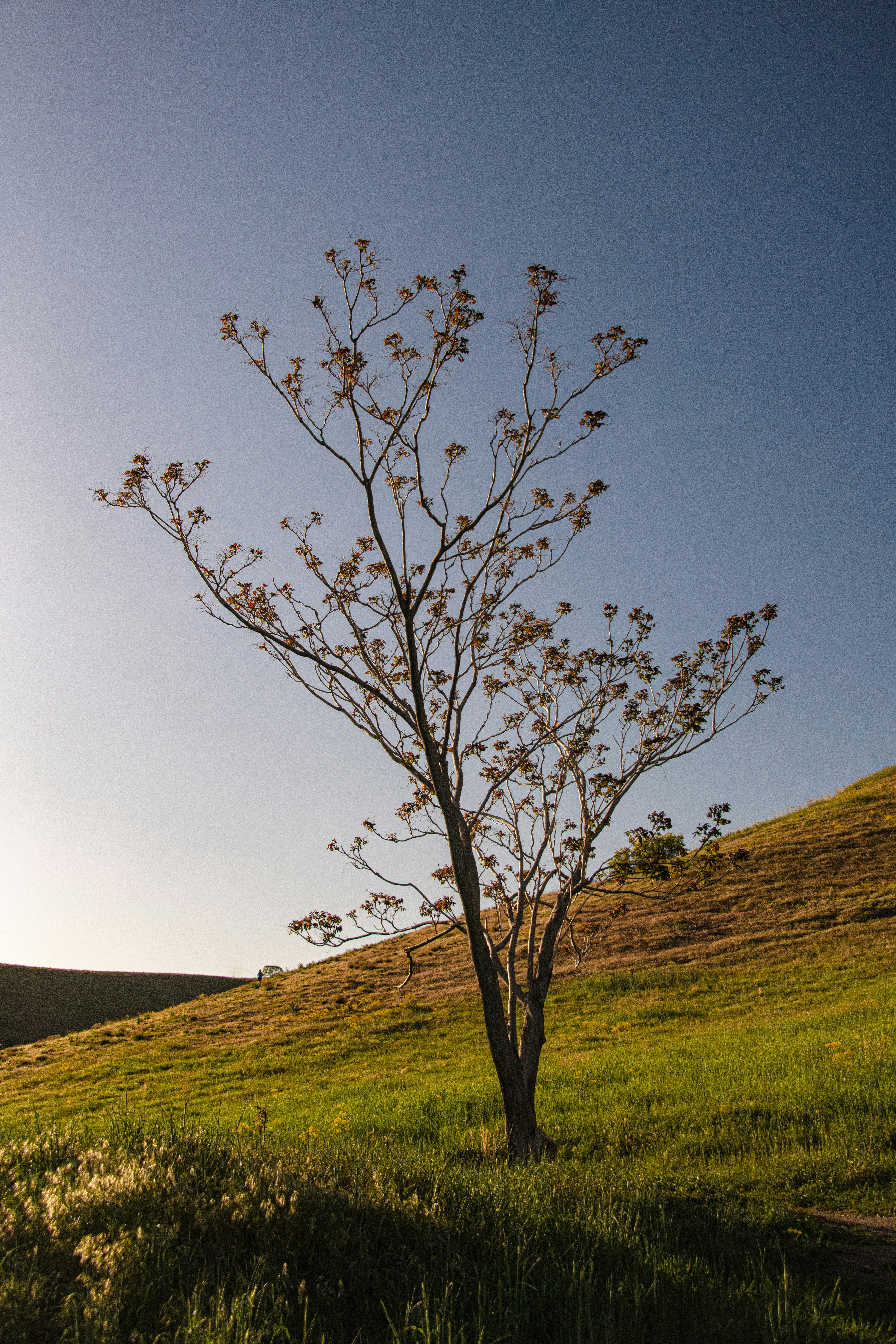 Foto Árbol sin hojas en un campo de hierba verde – Imagen Las Avenidas ...