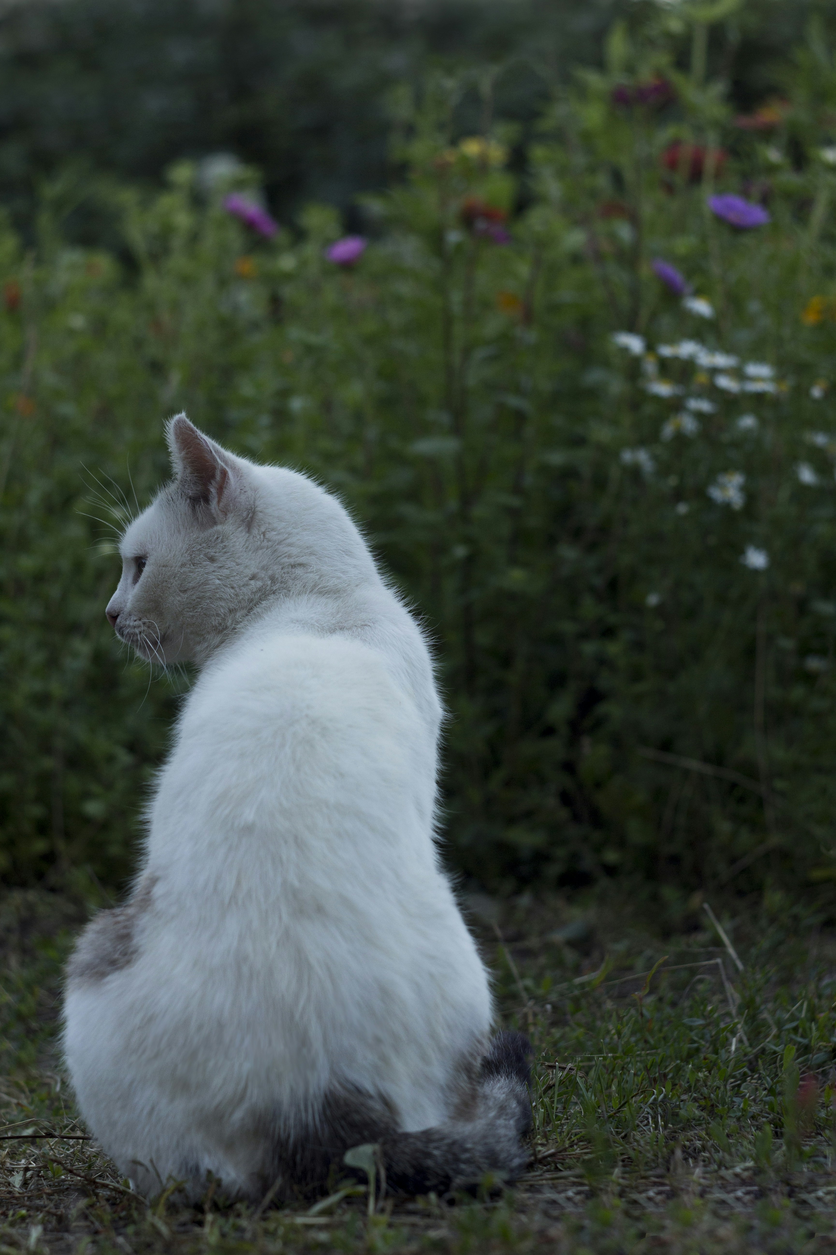 Lone White Cat Among Evening Blooms