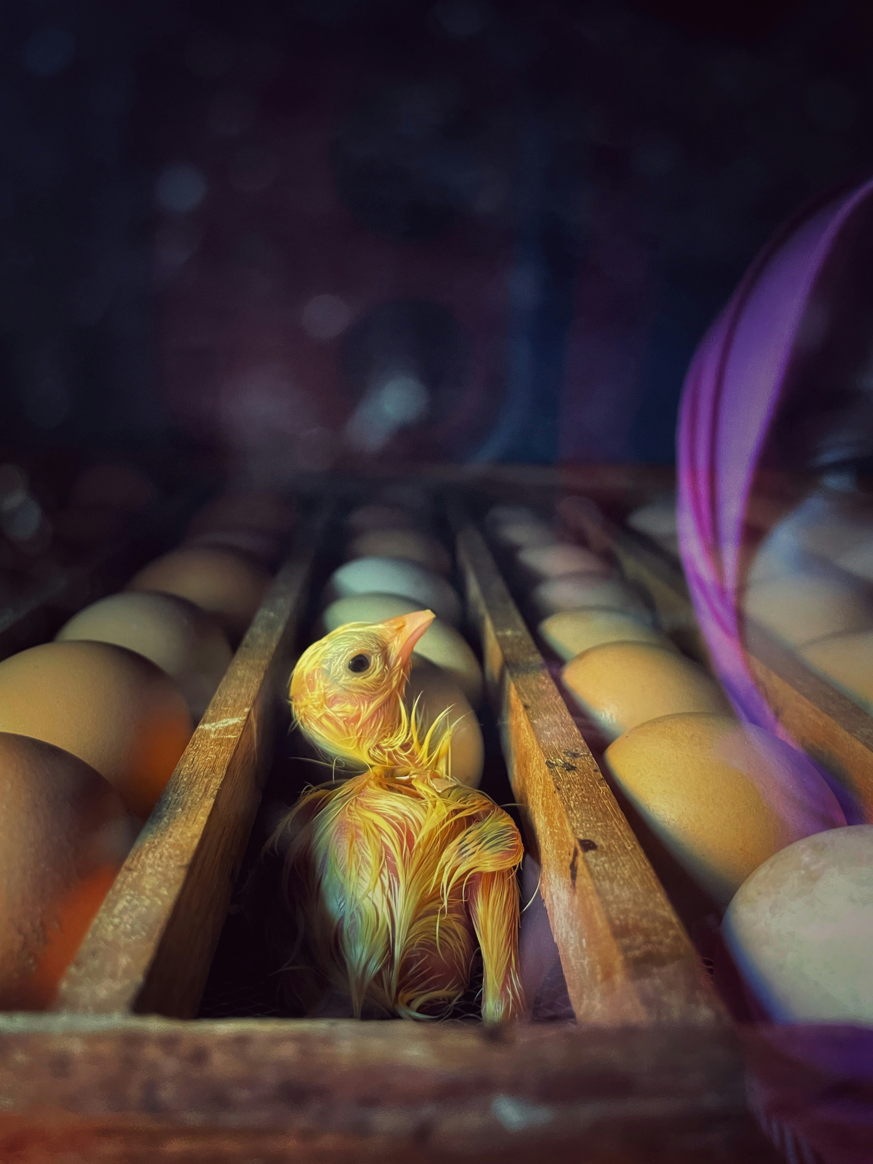 A Tender Brood: The Chick Among Egg Chants