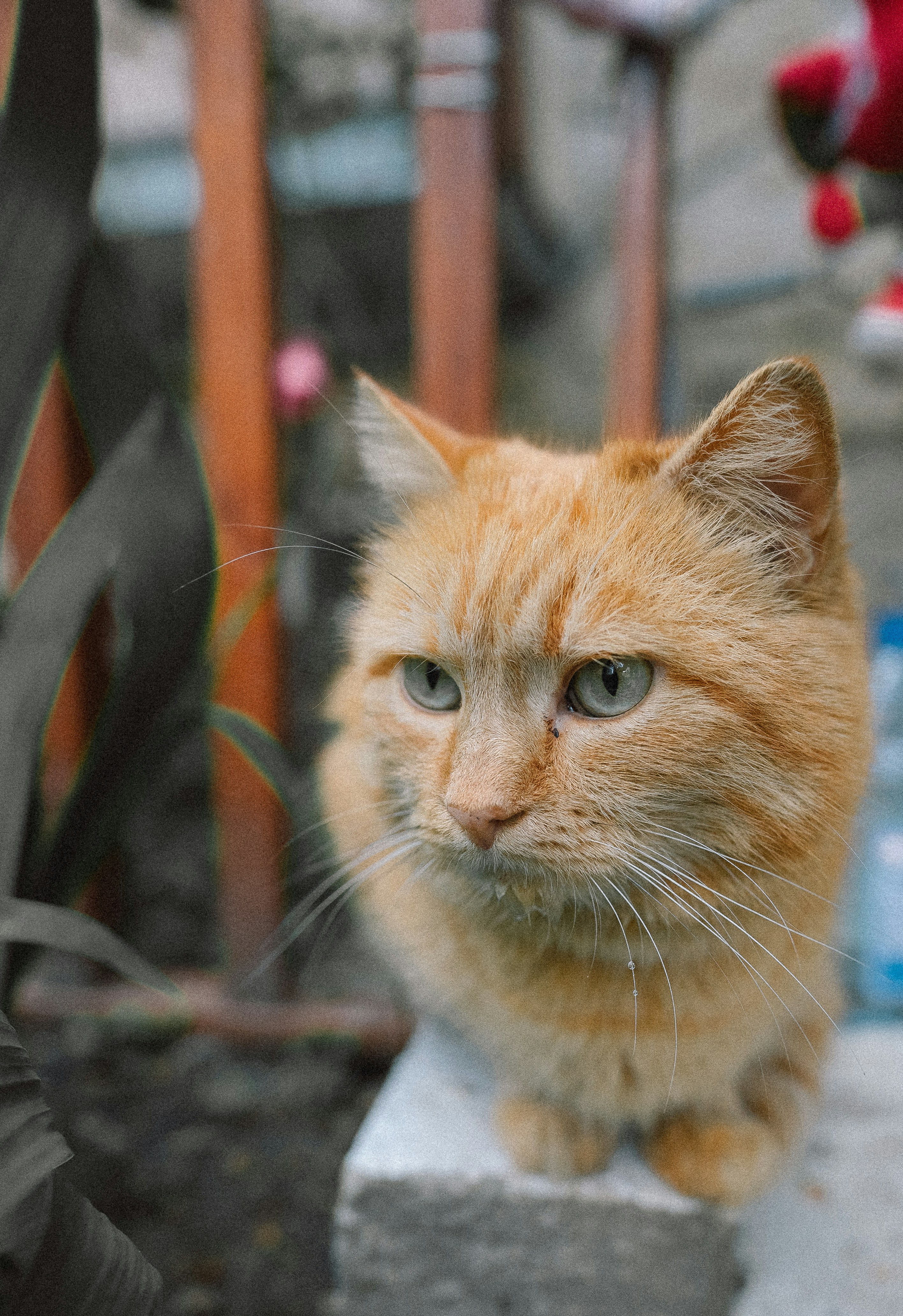 Orange tabby on a concrete ledge gazes toward the yard