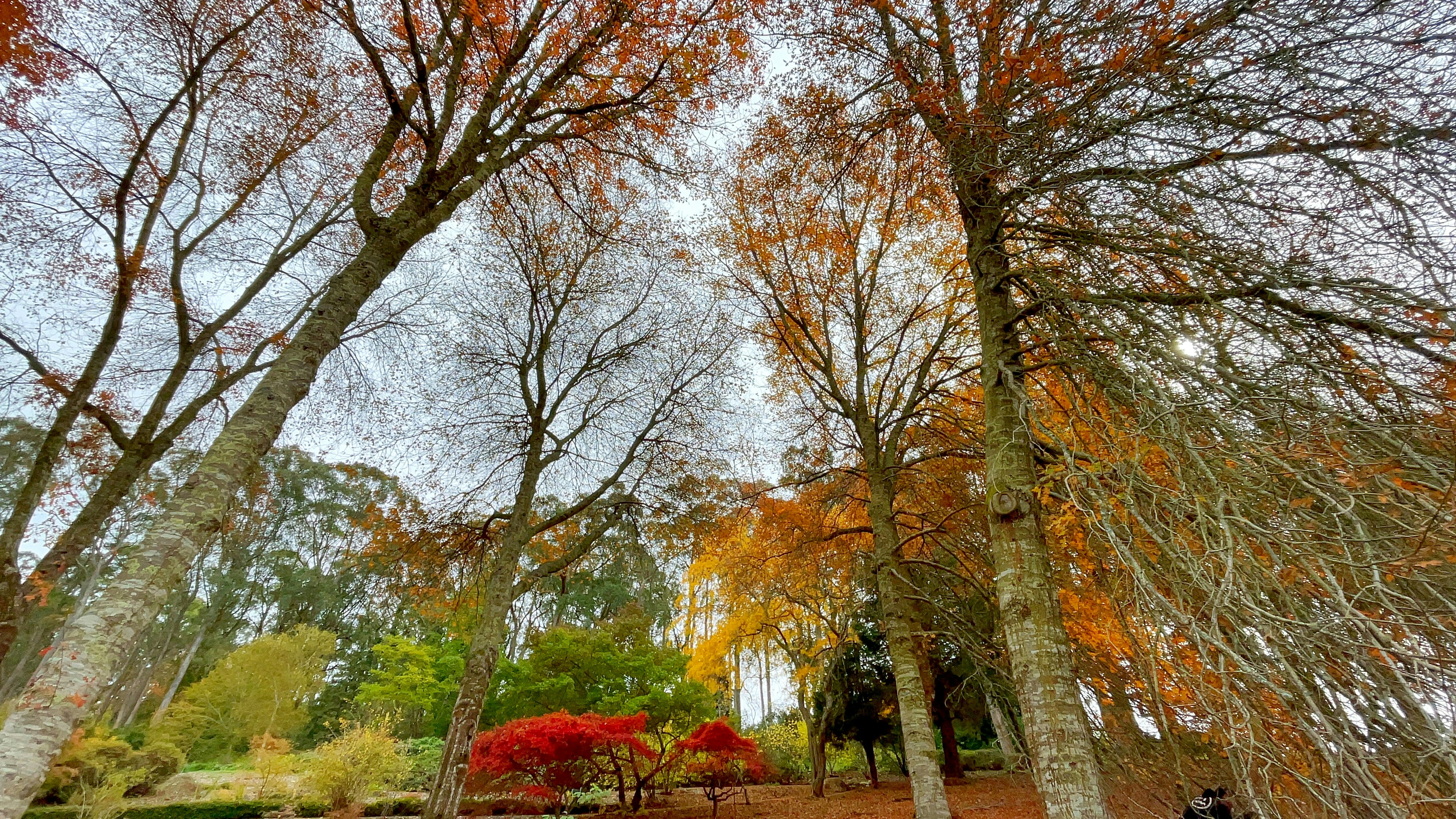 Brown trees on green grass field during daytime photo – Free Adelaide ...