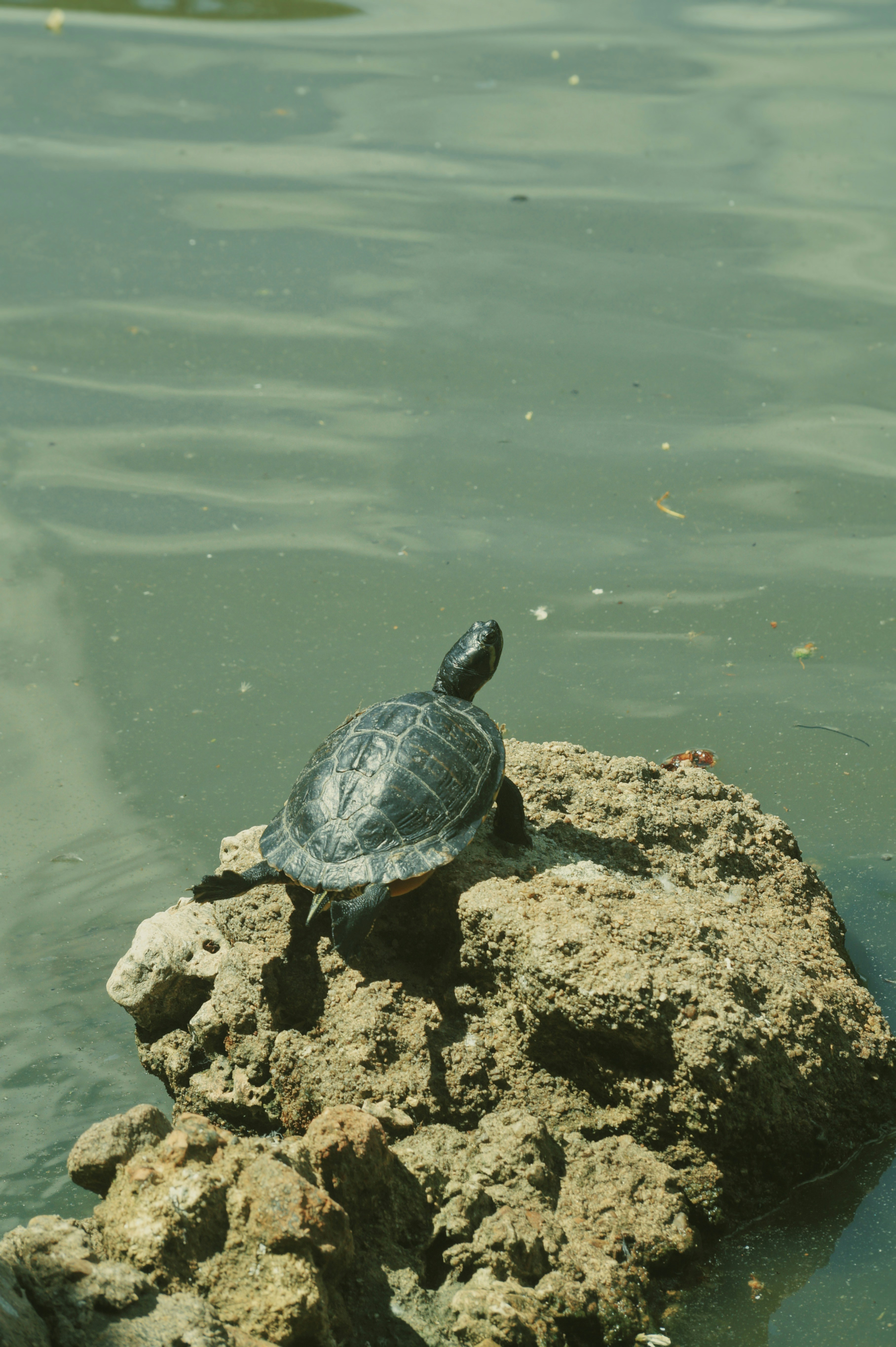 A turtle basking on a rocky outcrop amidst calm waters, showcasing the tranquility of nature.