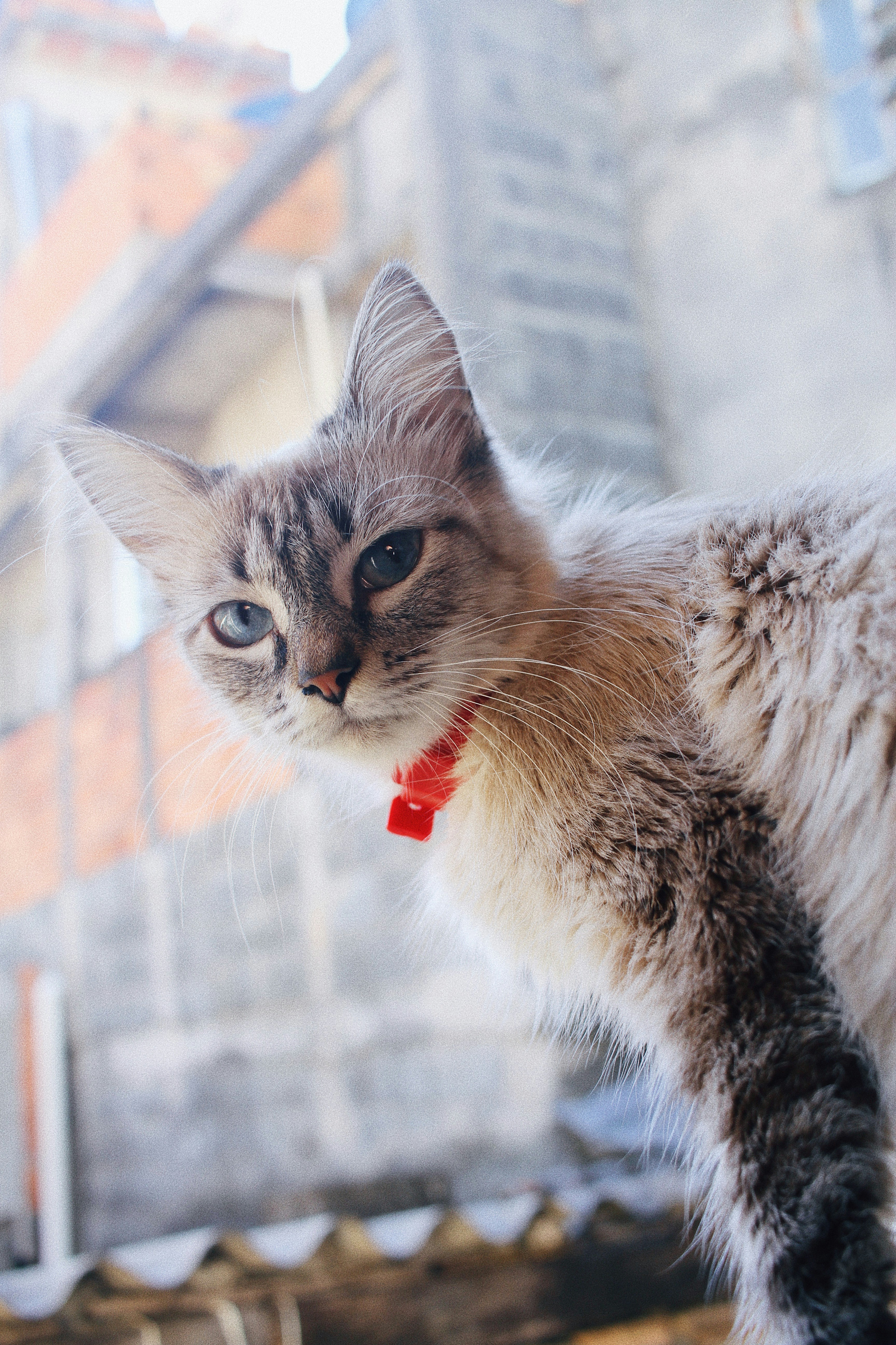 Curious Gaze in a City Frame: Red-Collared Cat