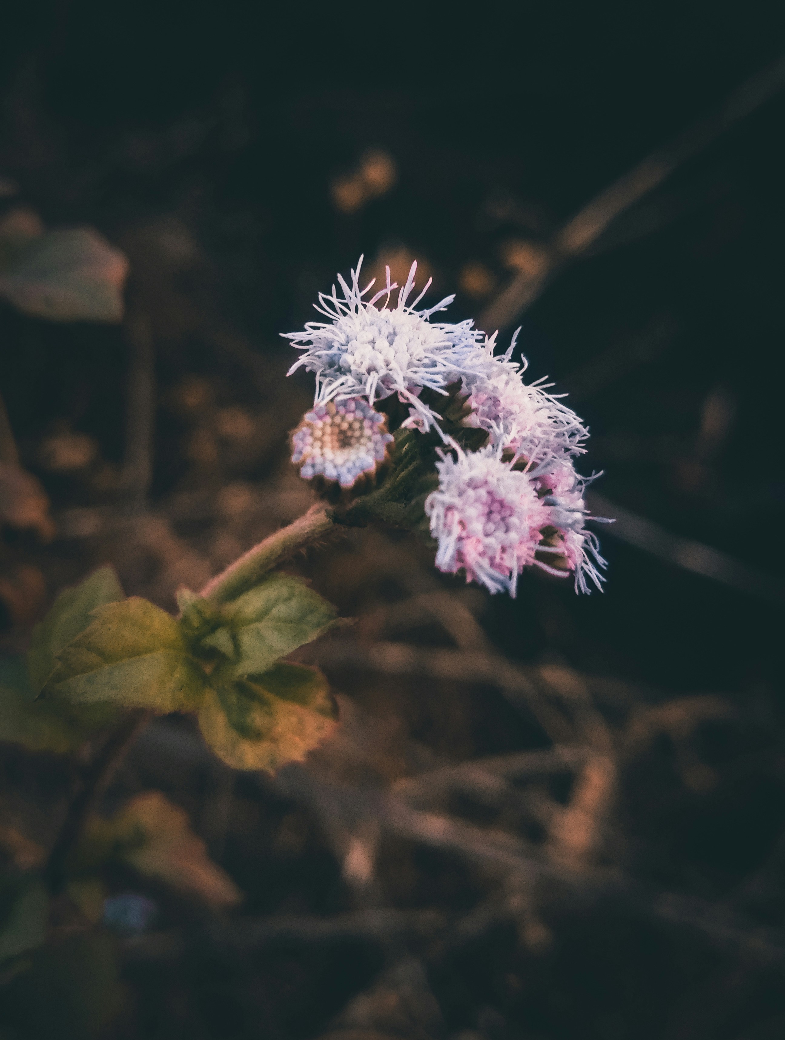 Delicate cluster of white and purple flowers emerging from a dark, blurred background, highlighting their intricate details.