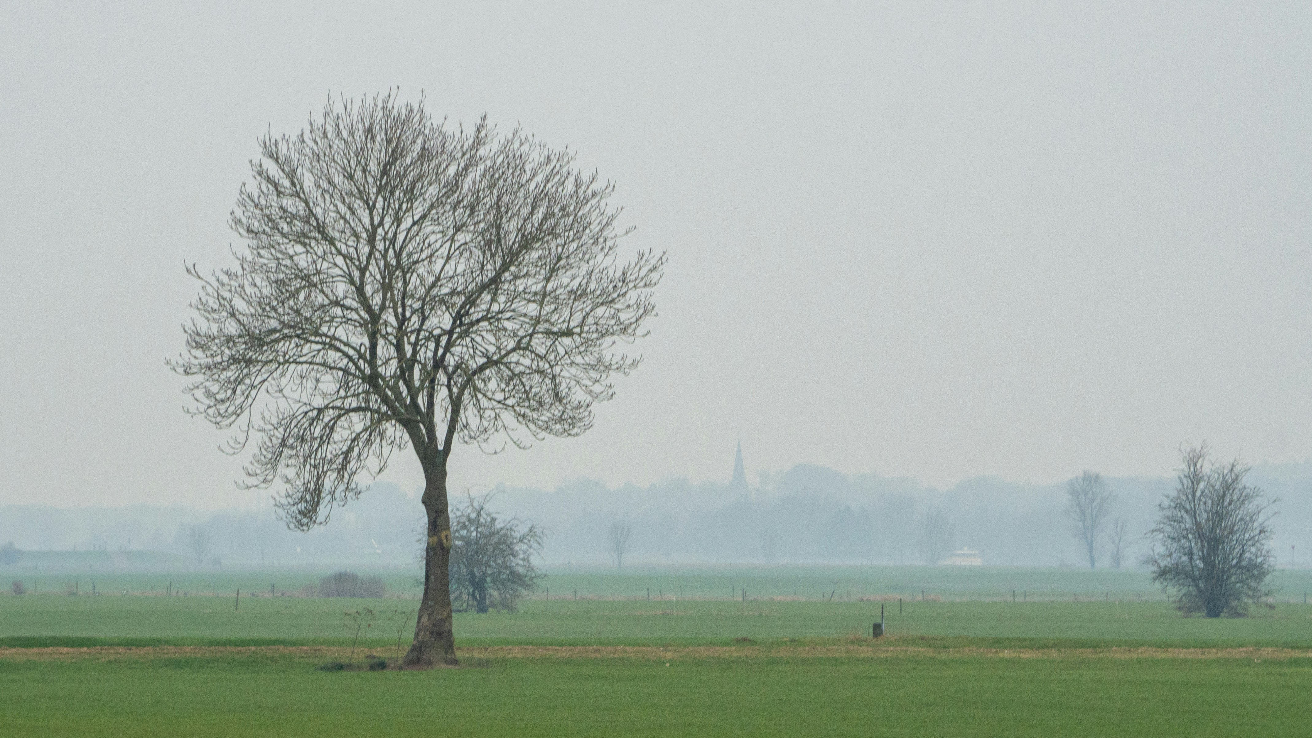 A lone tree stands in a serene landscape, shrouded in fog, with distant outlines of trees and a steeple barely visible. The tranquil scene evokes a sense of solitude and reflection.