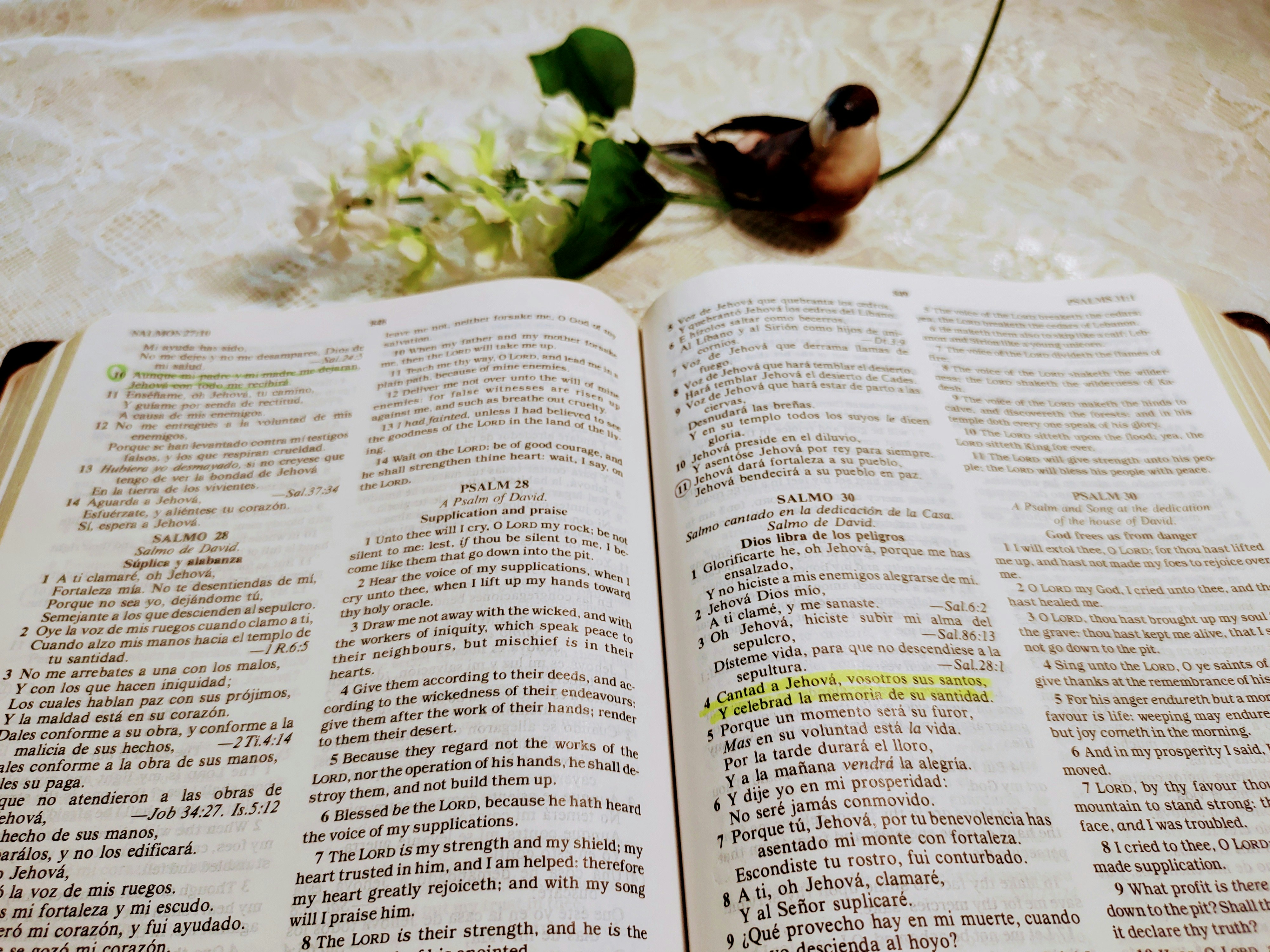 Illuminated Verses: An Open Bible Under Soft Stillness