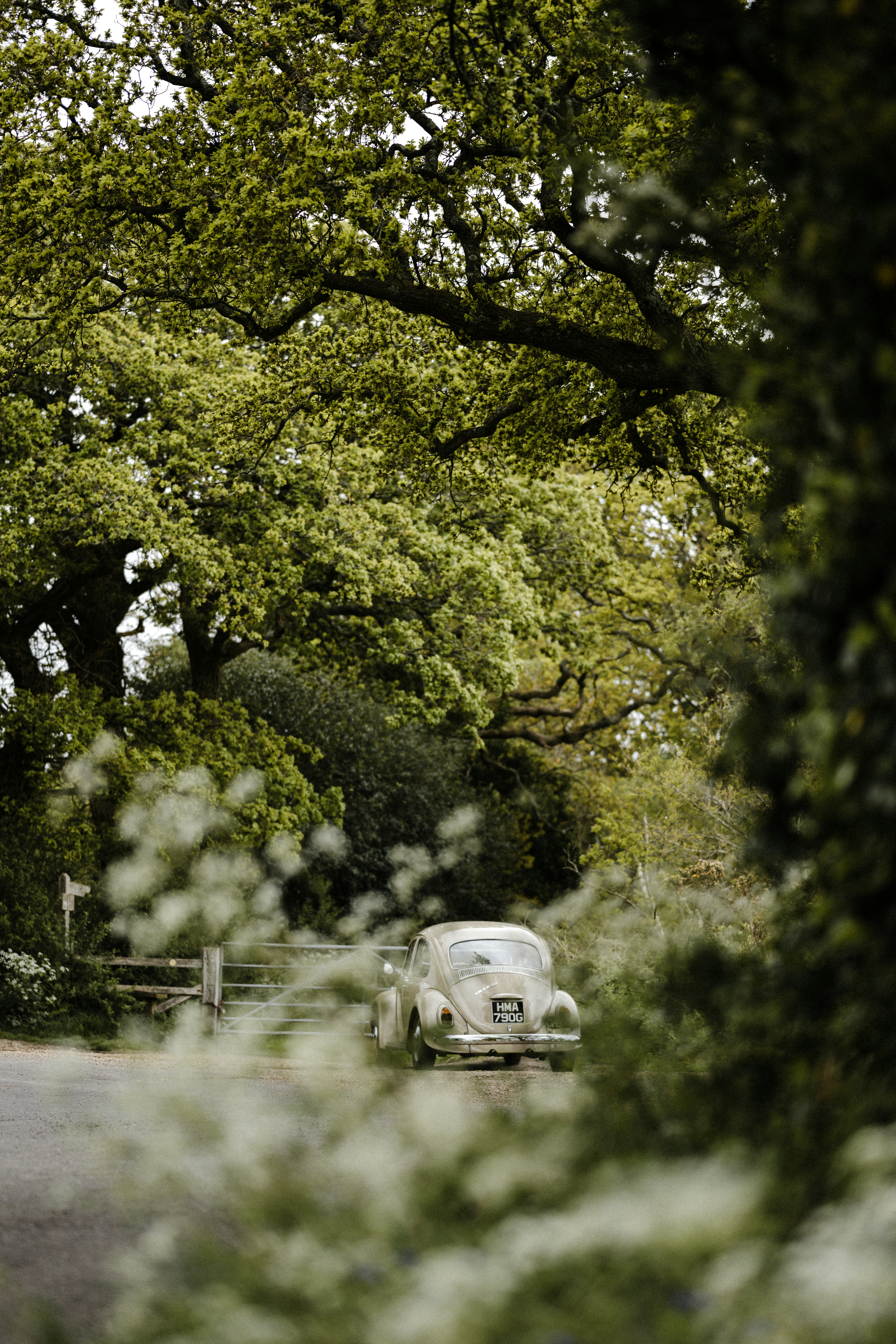 Beetle in the Green Cathedral: A Quiet Country Road Moment