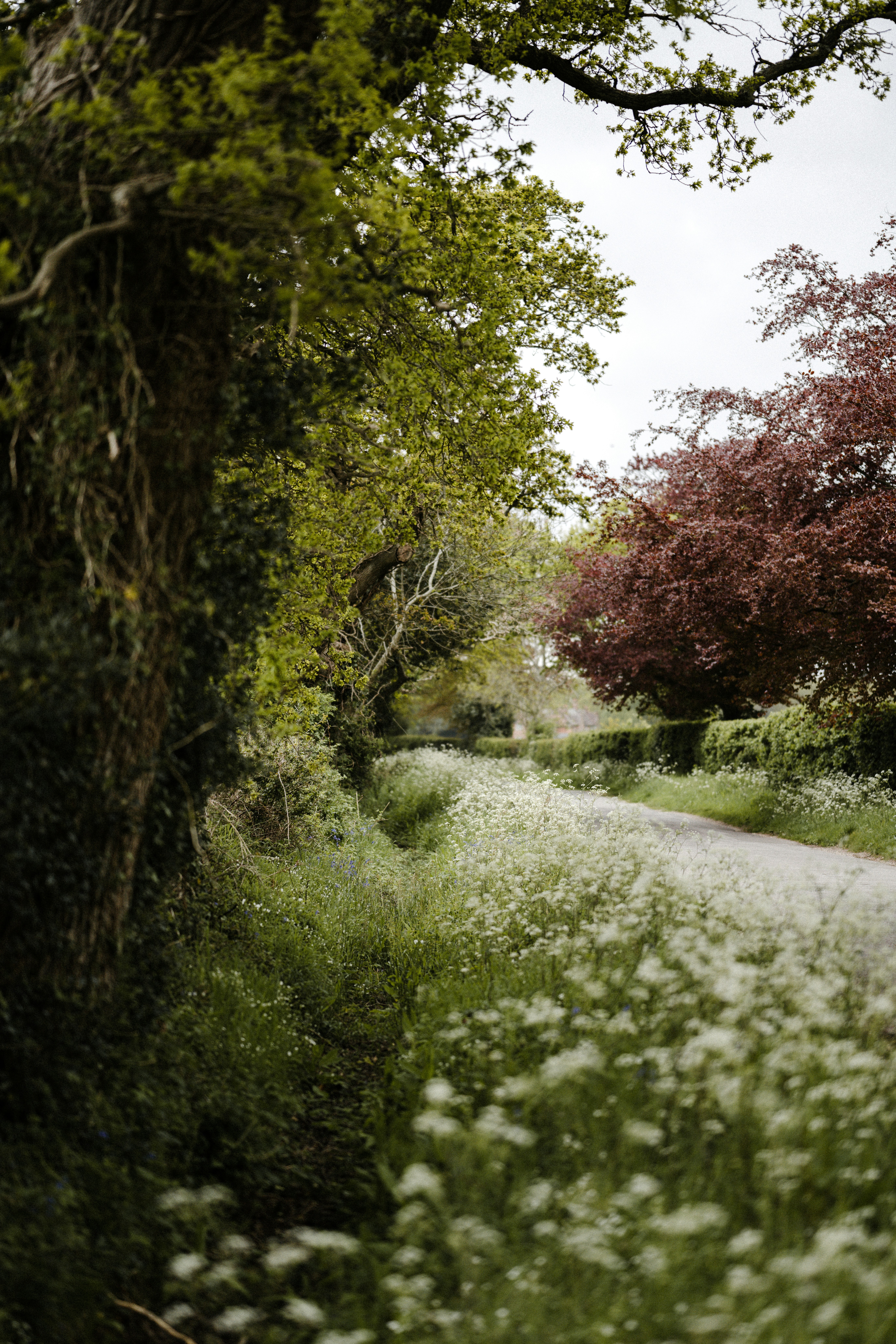 Lush greenery lines a winding country road, punctuated by vibrant trees in shades of green and burgundy. Wildflowers bloom along the edges, inviting a sense of tranquility.