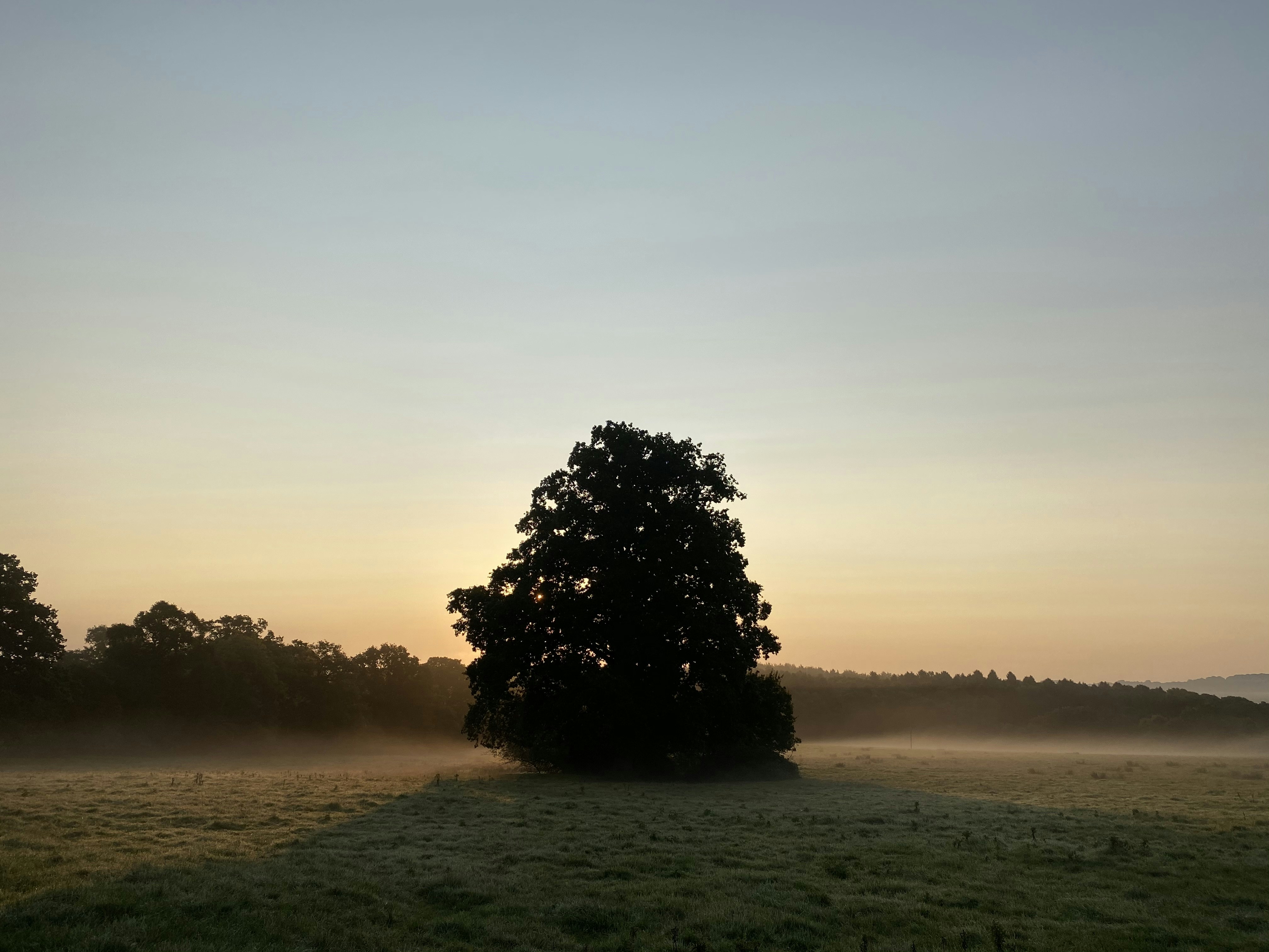 Green tree on green grass field during sunset photo – Free Tree Image ...
