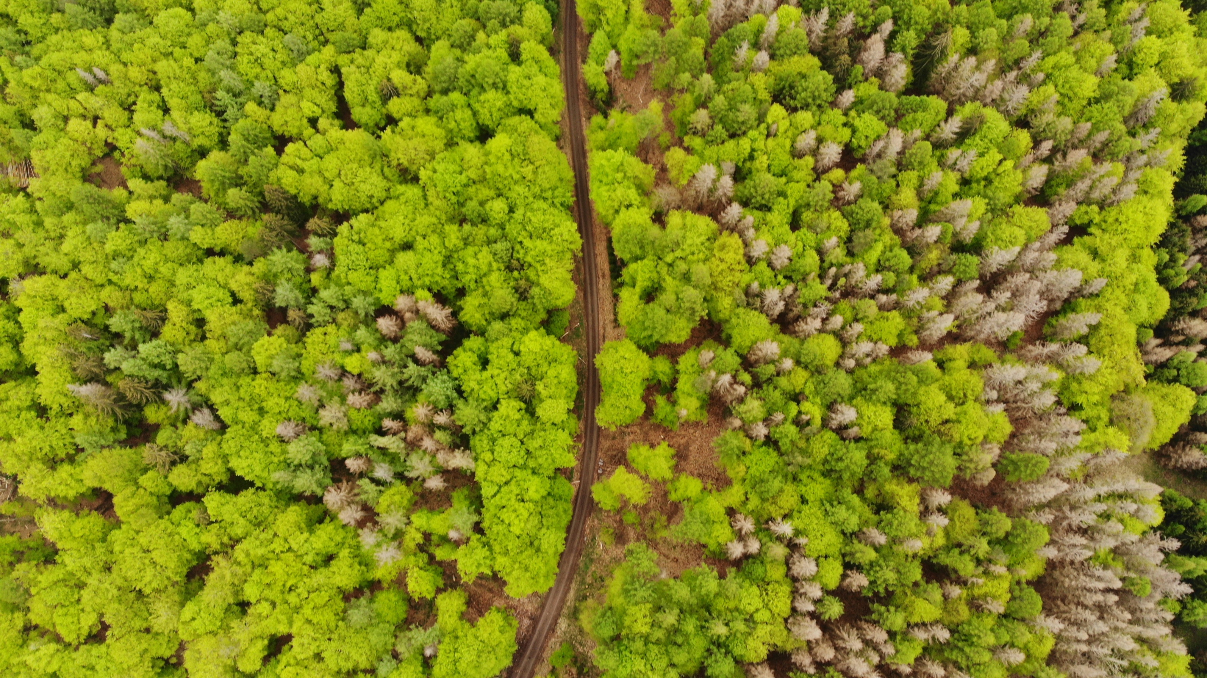 Aerial view of a dense forest featuring vibrant green foliage interspersed with patches of lighter trees, illustrating the diversity of the ecosystem.