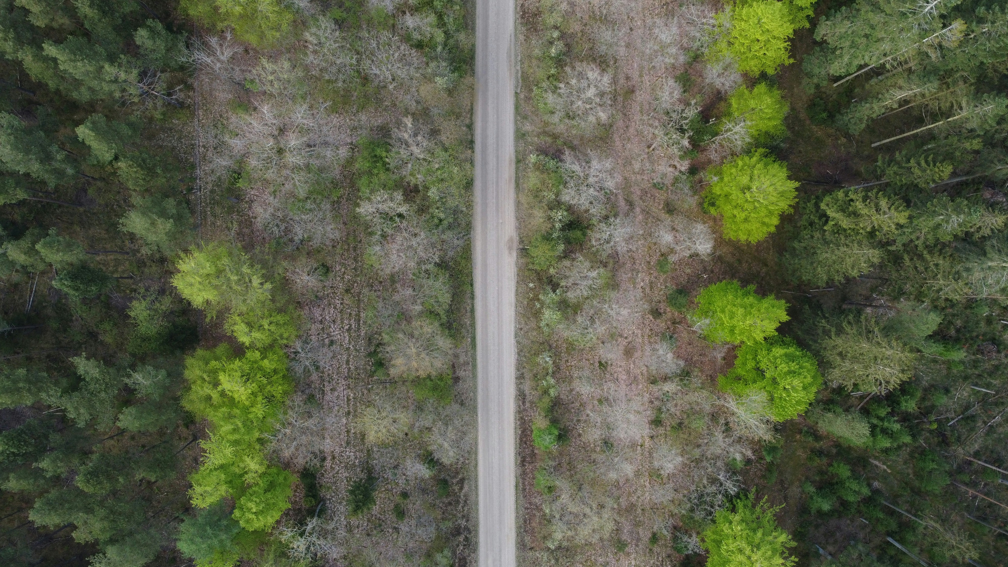 Aerial view of a winding road flanked by vibrant green trees and patches of bare ground, showcasing the contrast between life and the remnants of winter.