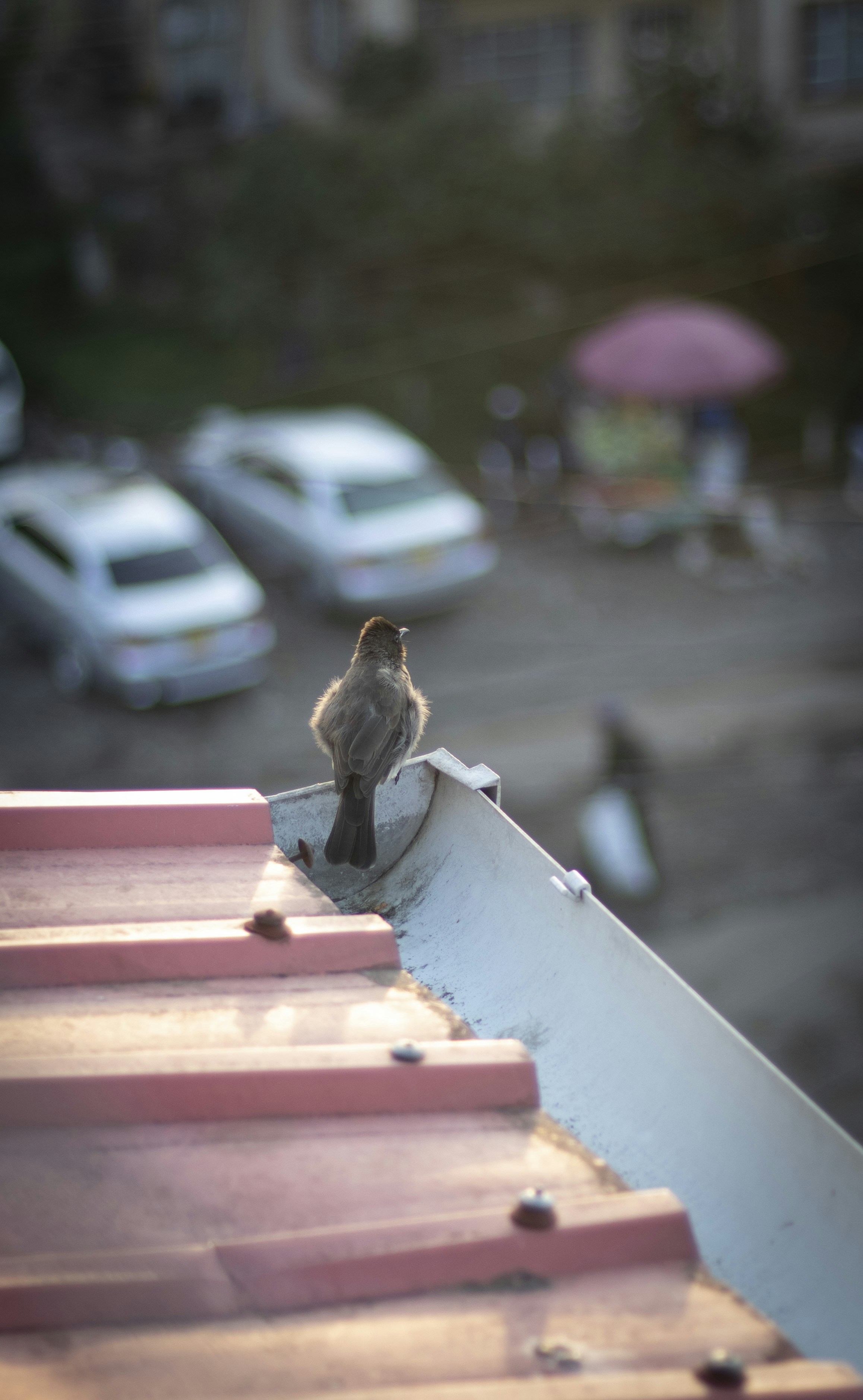 A bird perched on the edge of a rooftop, overlooking a bustling street scene below. The soft sunlight casts a warm glow on the surroundings.