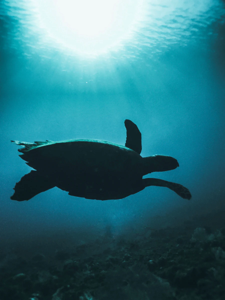 A sea turtle glides in silhouette beneath bright sunlight filtering through blue water. The reef floor fades into shadow below.