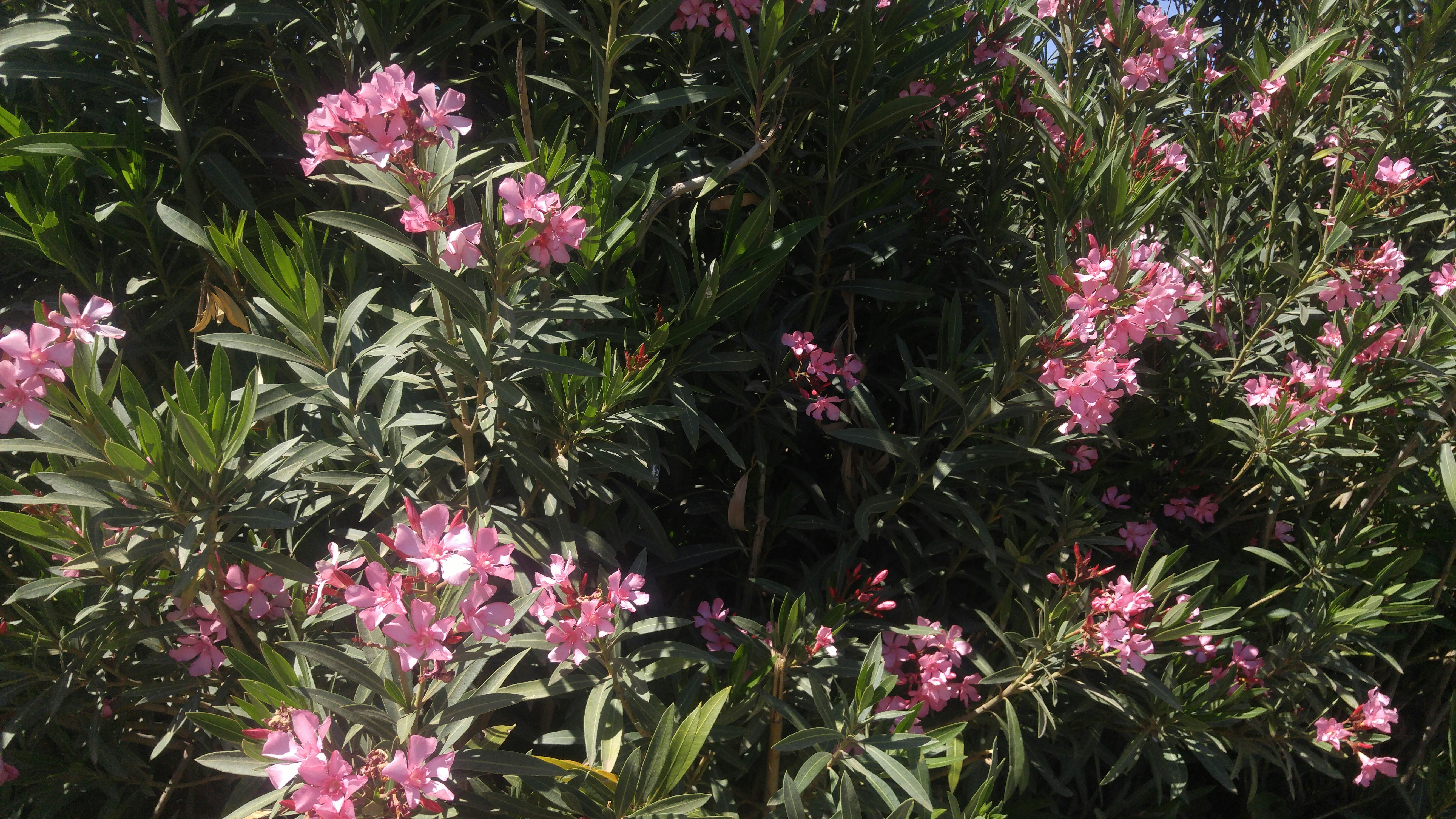 Vibrant pink flowers nestled among lush green foliage, showcasing nature's intricate beauty.