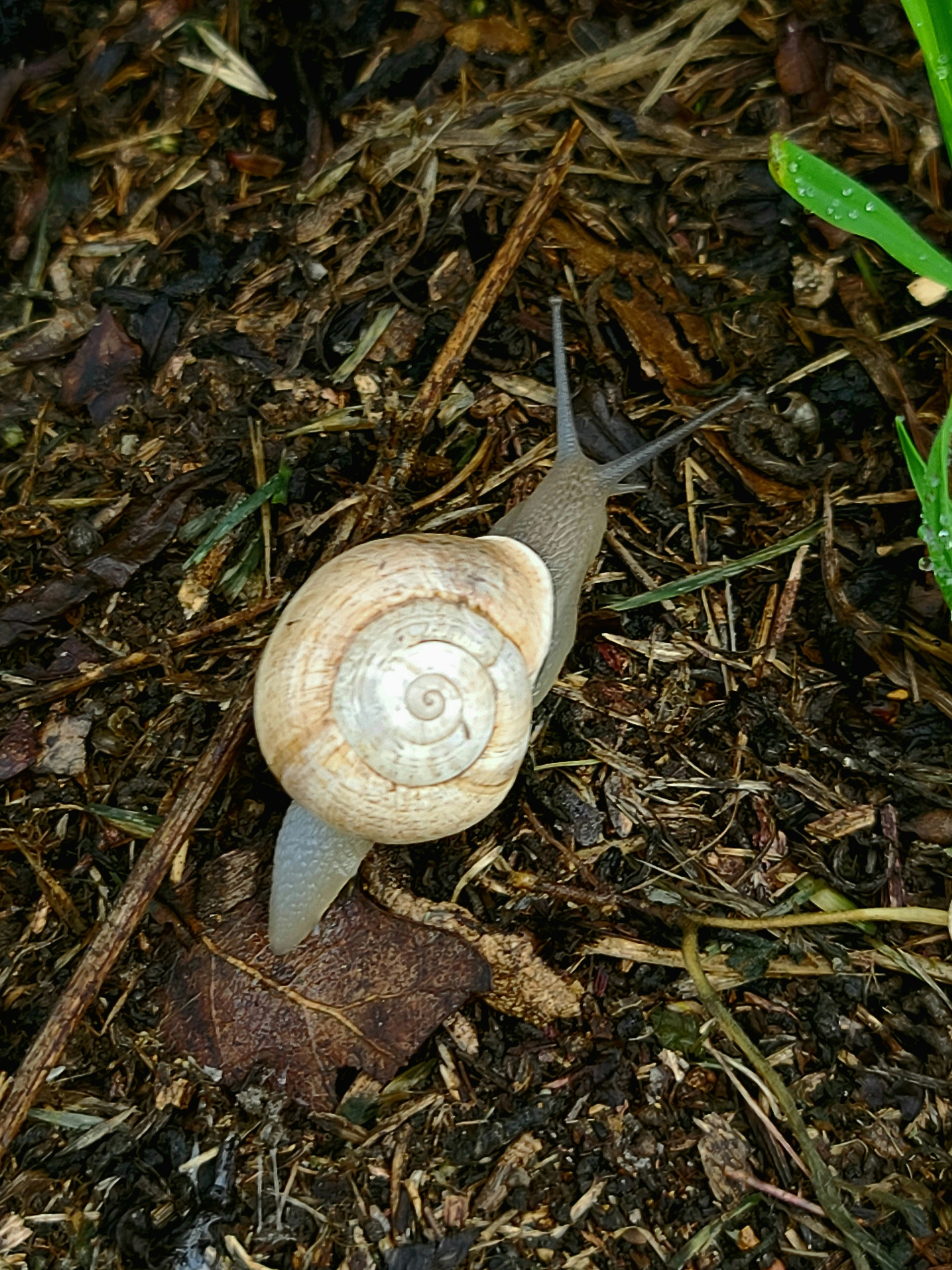Close-up of a snail gliding over earthy debris, showcasing its spiral shell and delicate antennae.