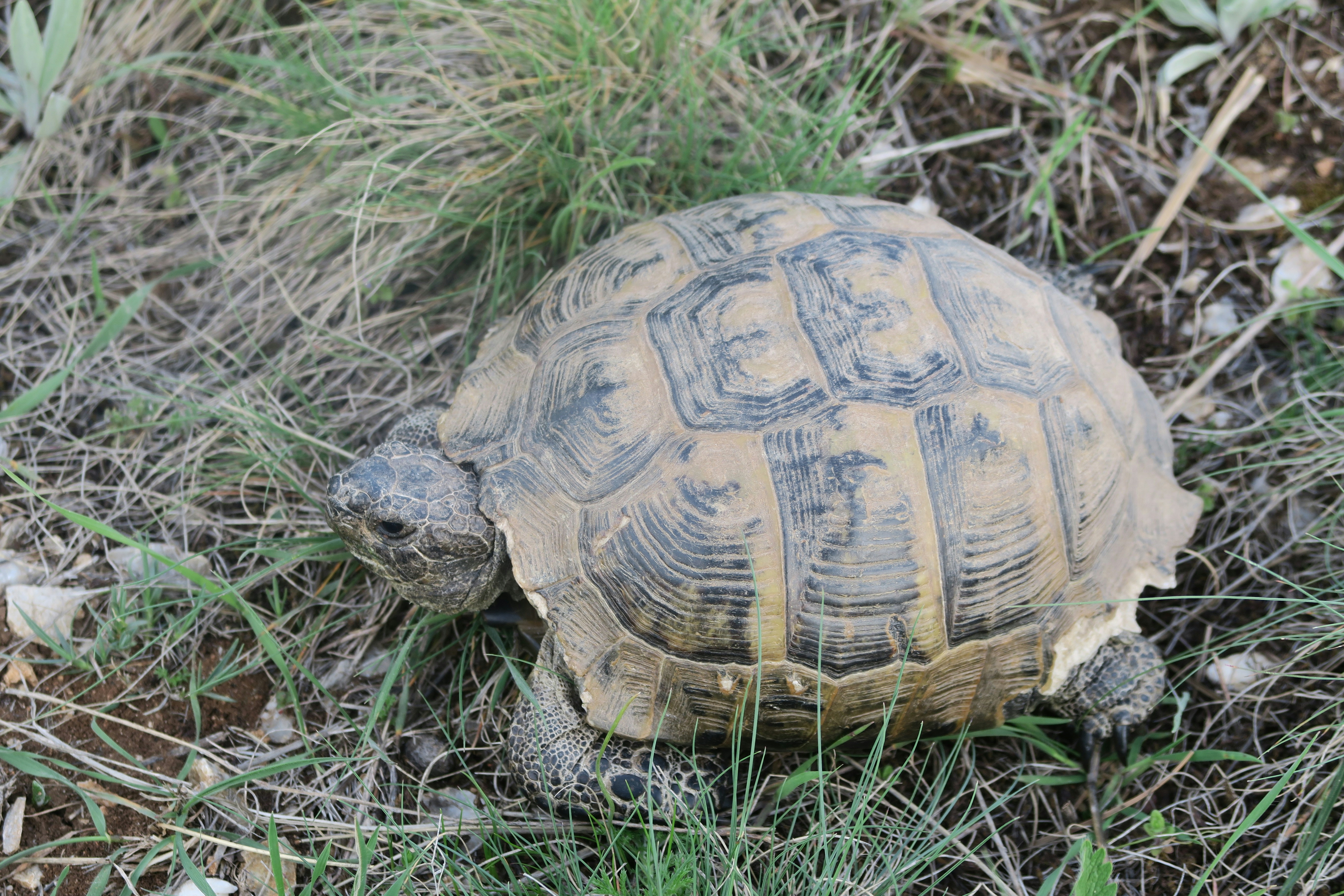 Emerald-Grass Sentinel: Close-Up of a Tortoise in Sunlit Grass