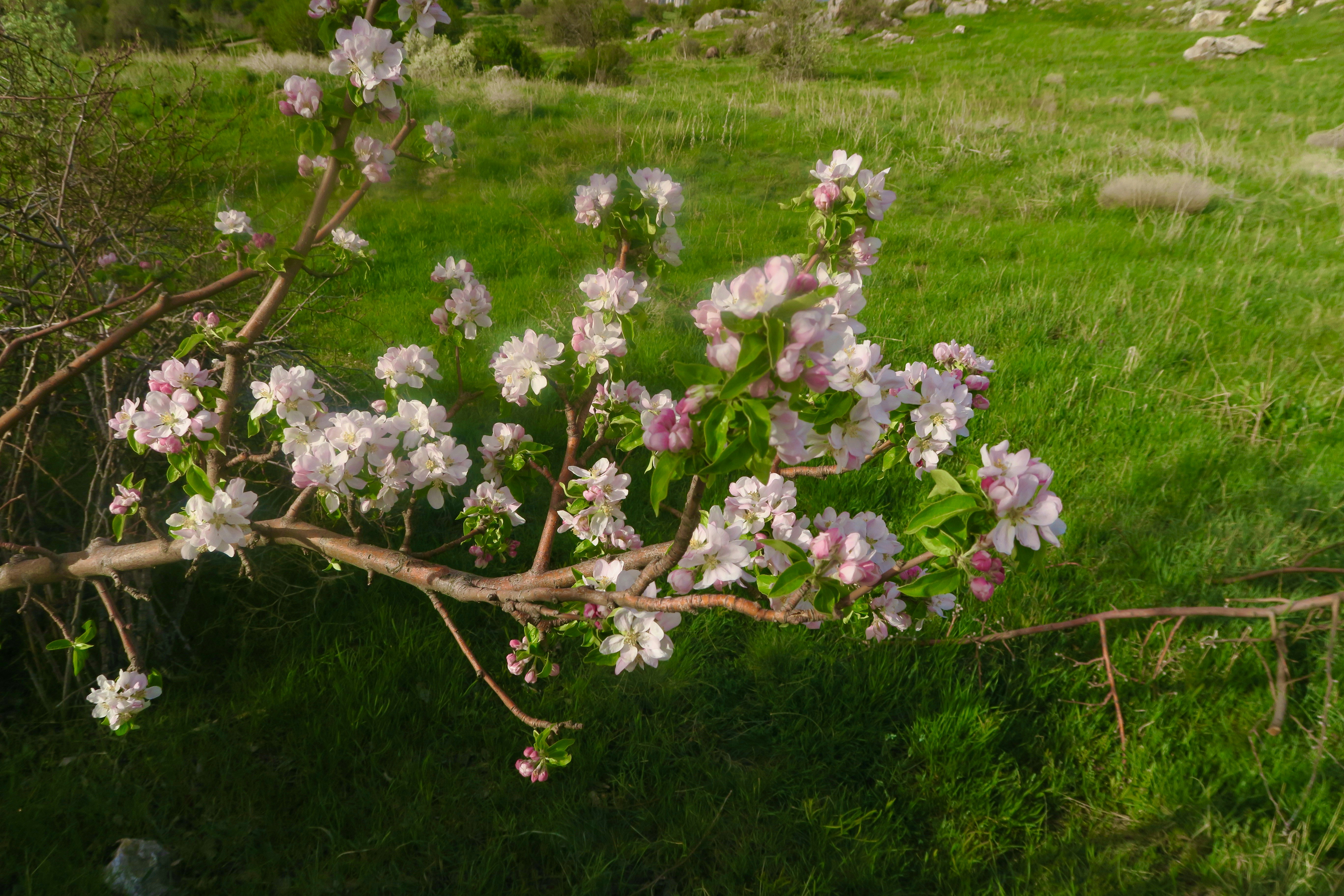 white and purple flowers on green grass field during daytime