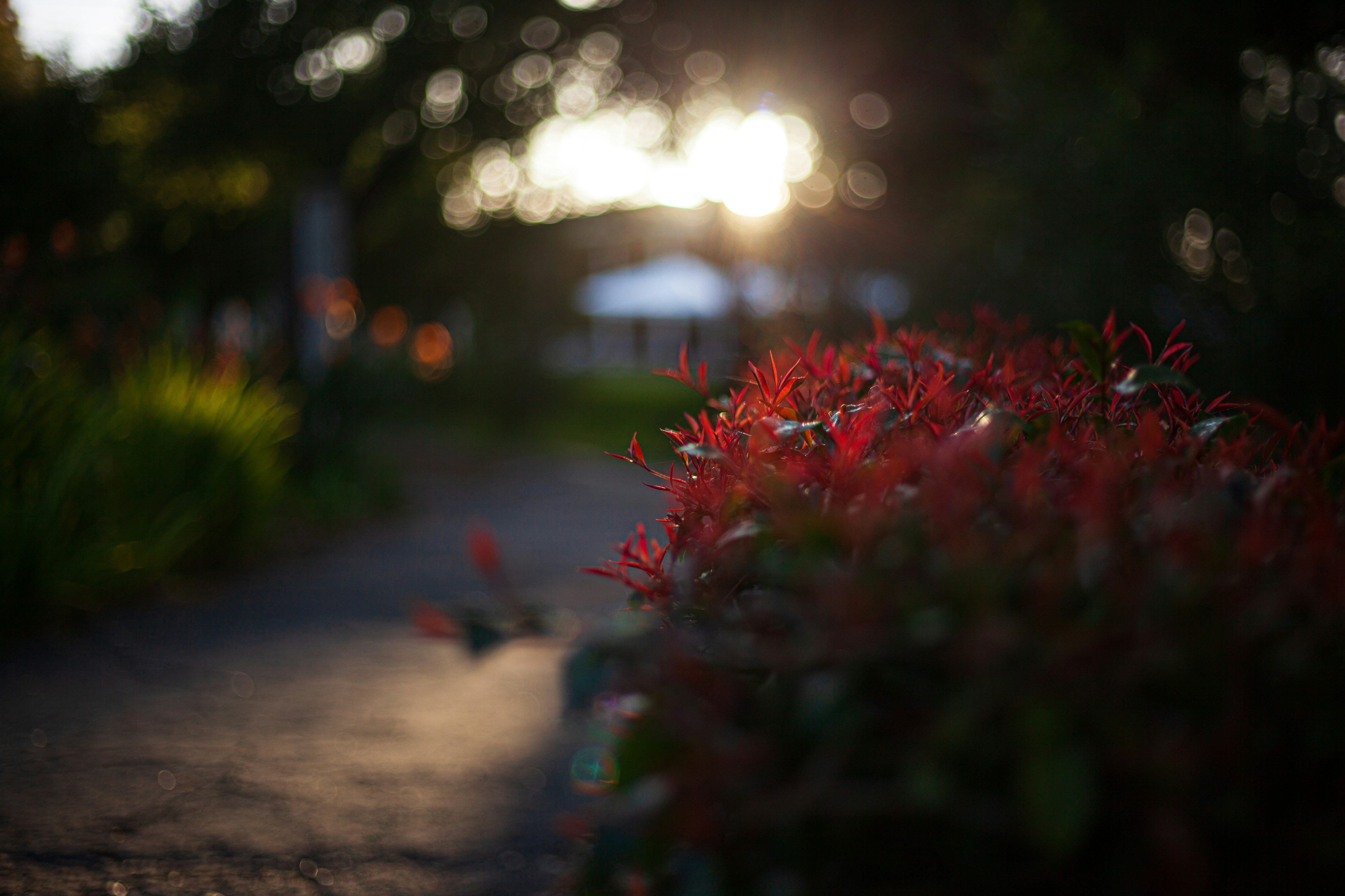 Crimson Edge: Backlit Flowers Framing a Quiet Park Path