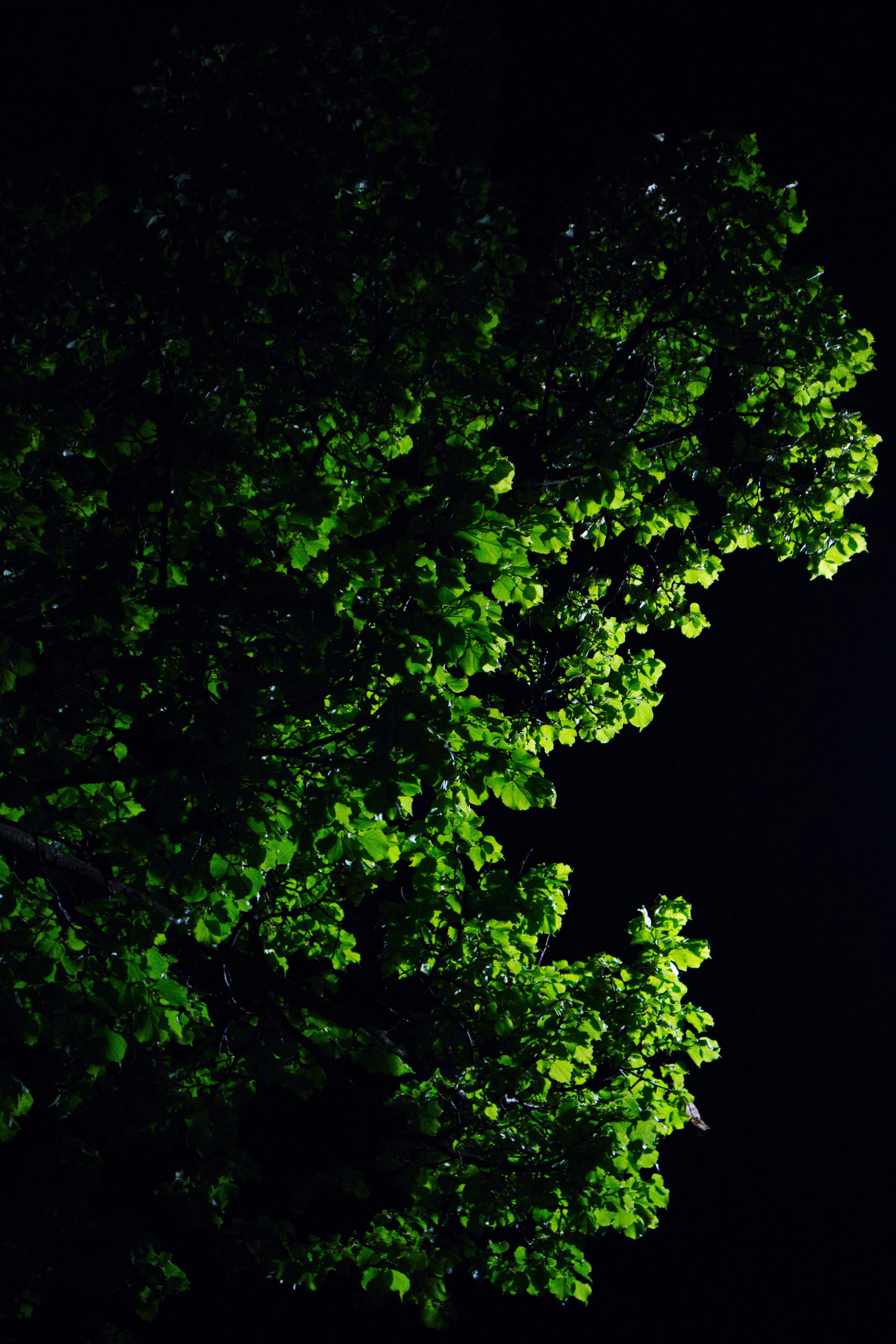Green leaf tree during night time photo – Free Tree Image on Unsplash