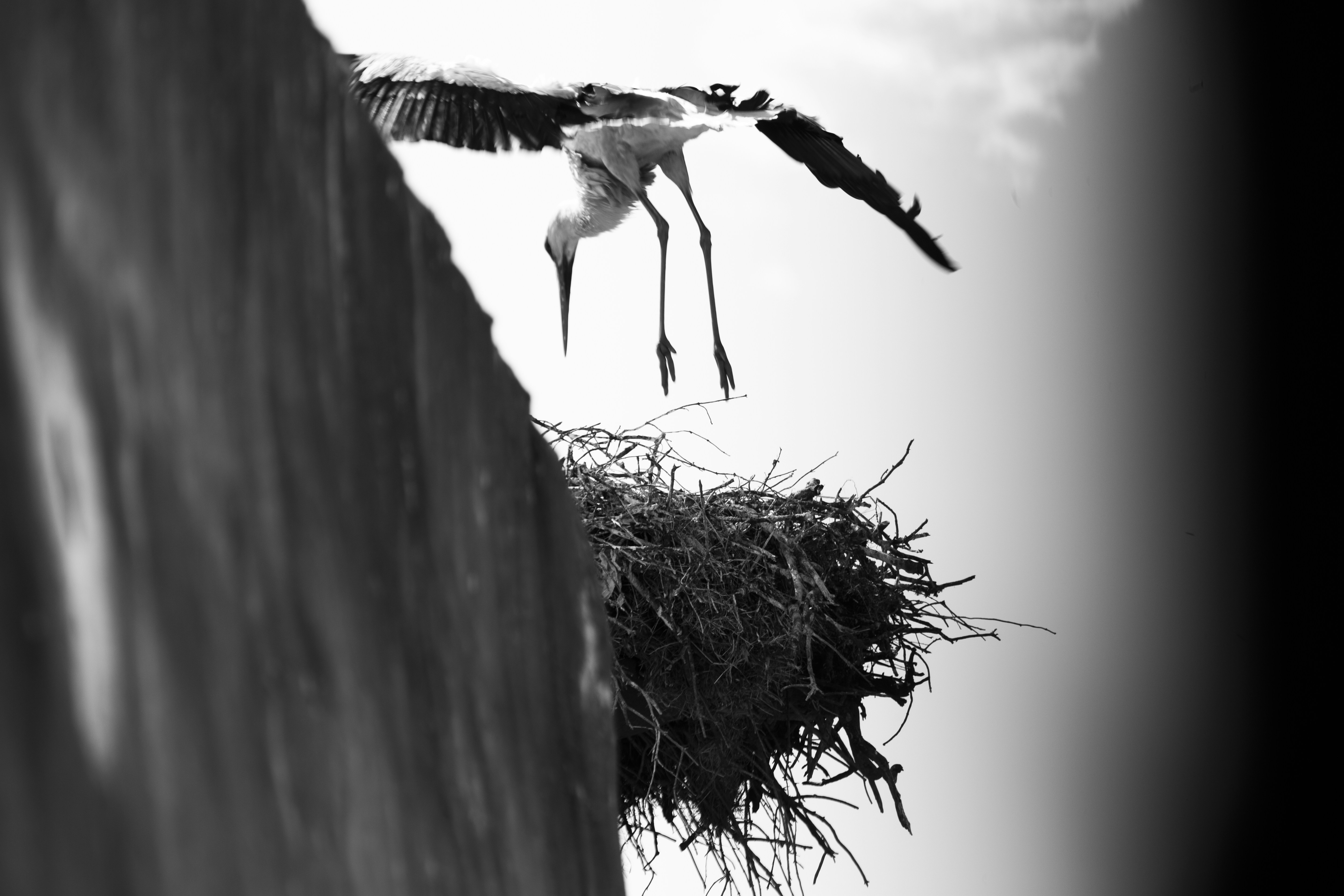 Cliffside Arrival: A long-legged bird hovers above a twig nest