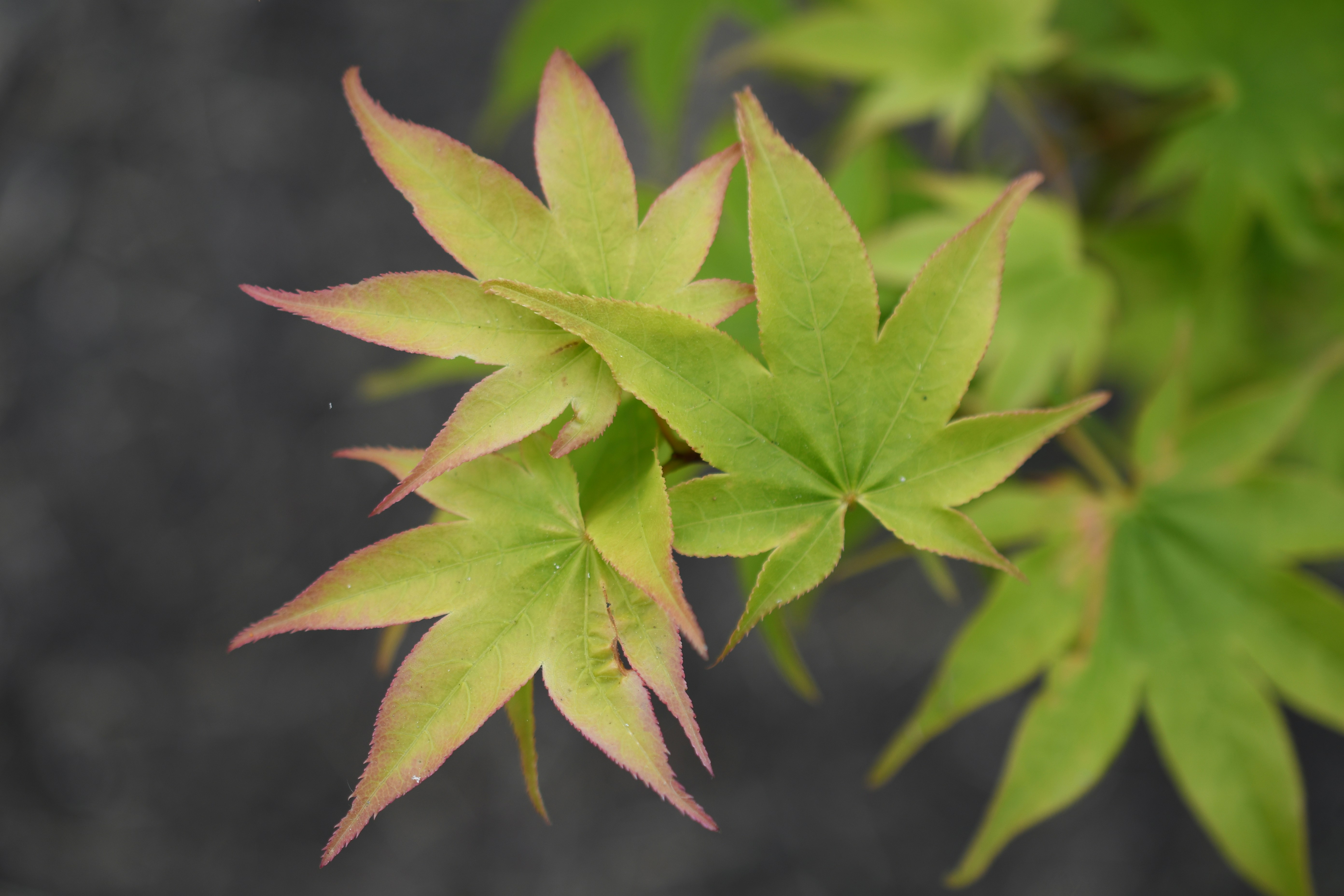 Emerald Maple: A Cluster of Fresh Green Leaves in Soft Focus