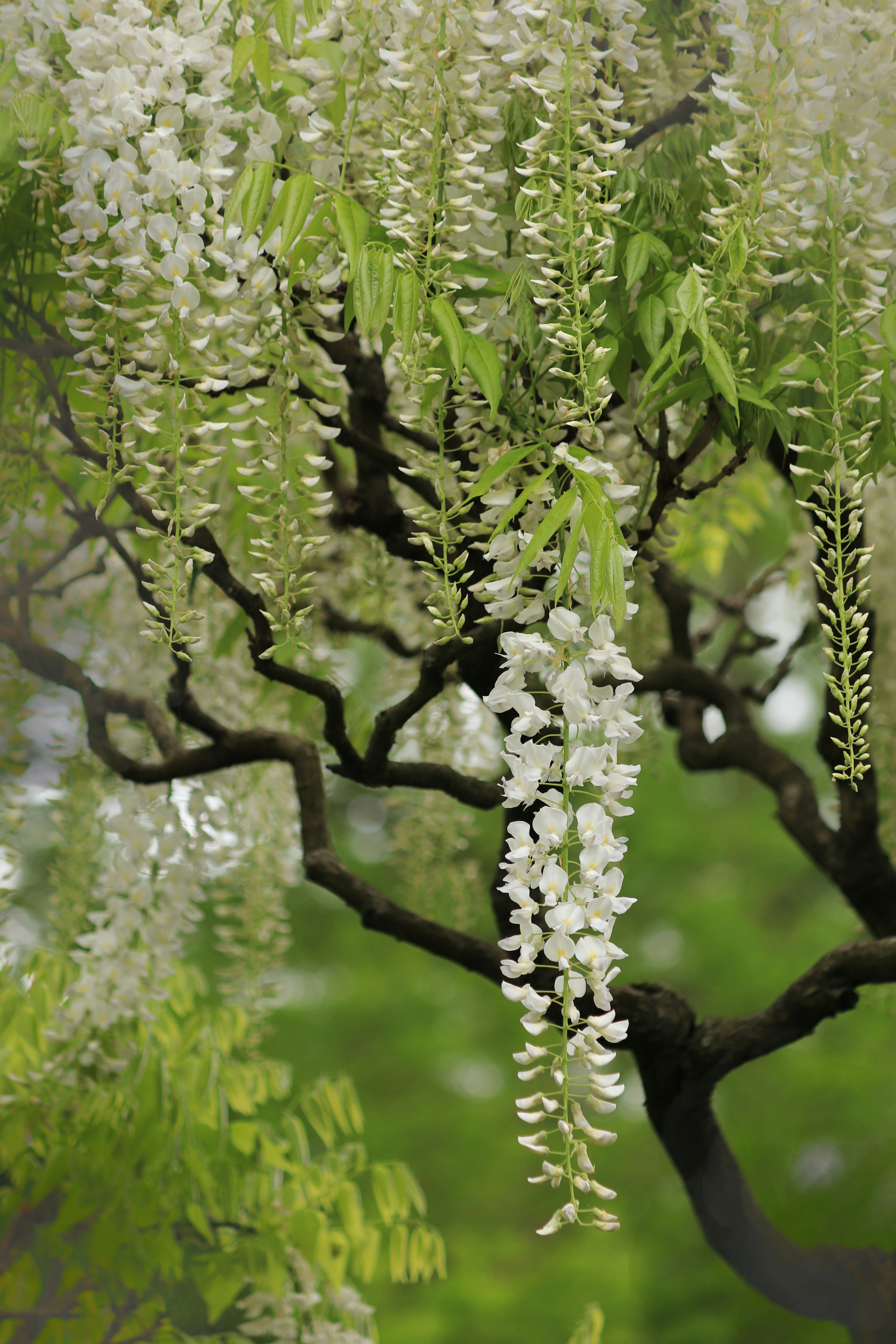 Ivory Wisteria Cascades Among Gnarled Branches in Spring Light