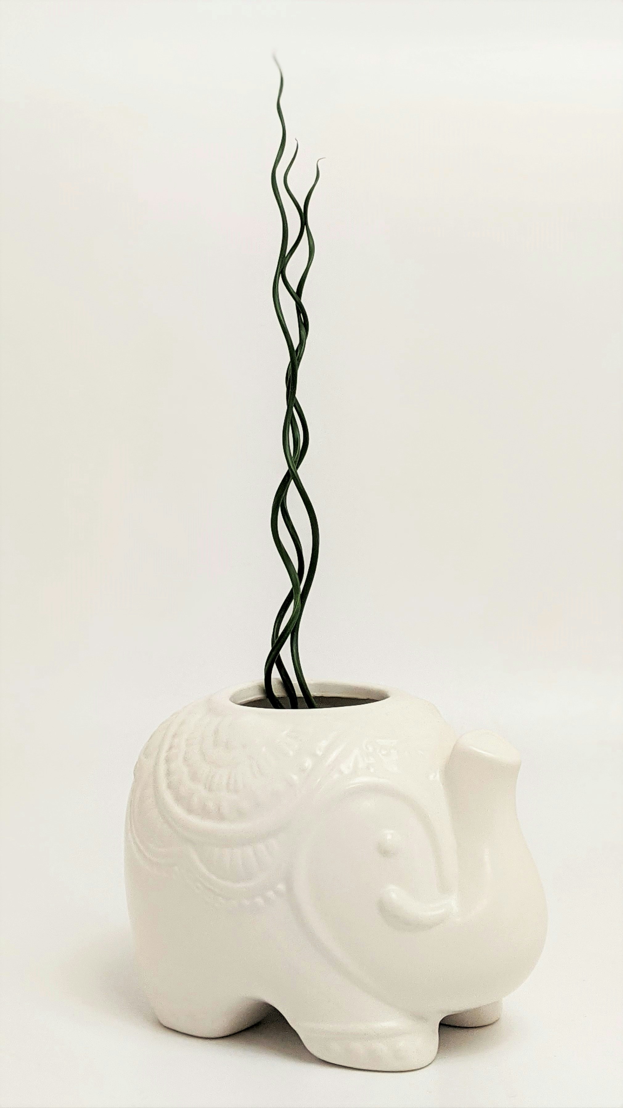 Twisting Tendrils in a White Elephant Planter