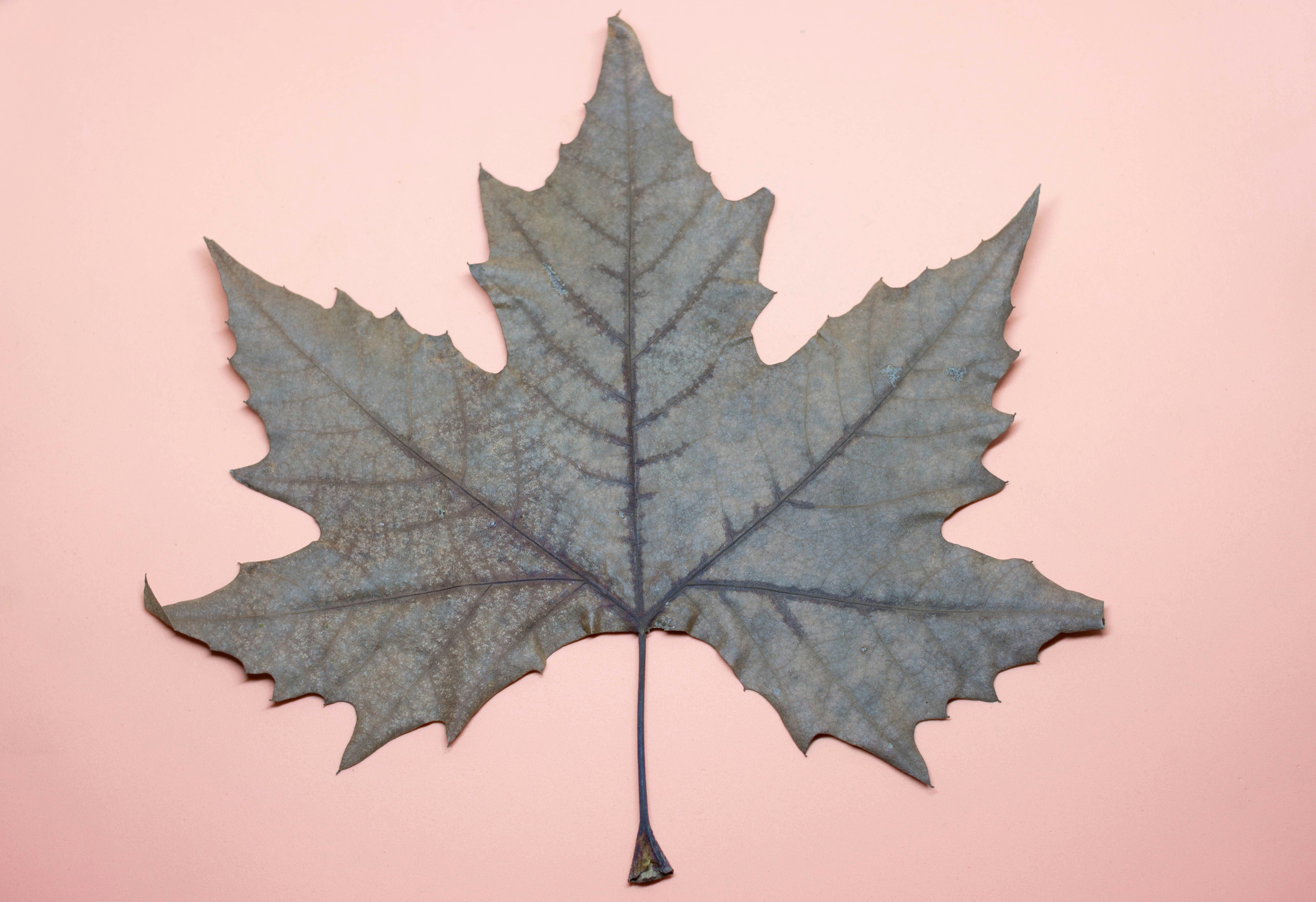 black leaf on pink background