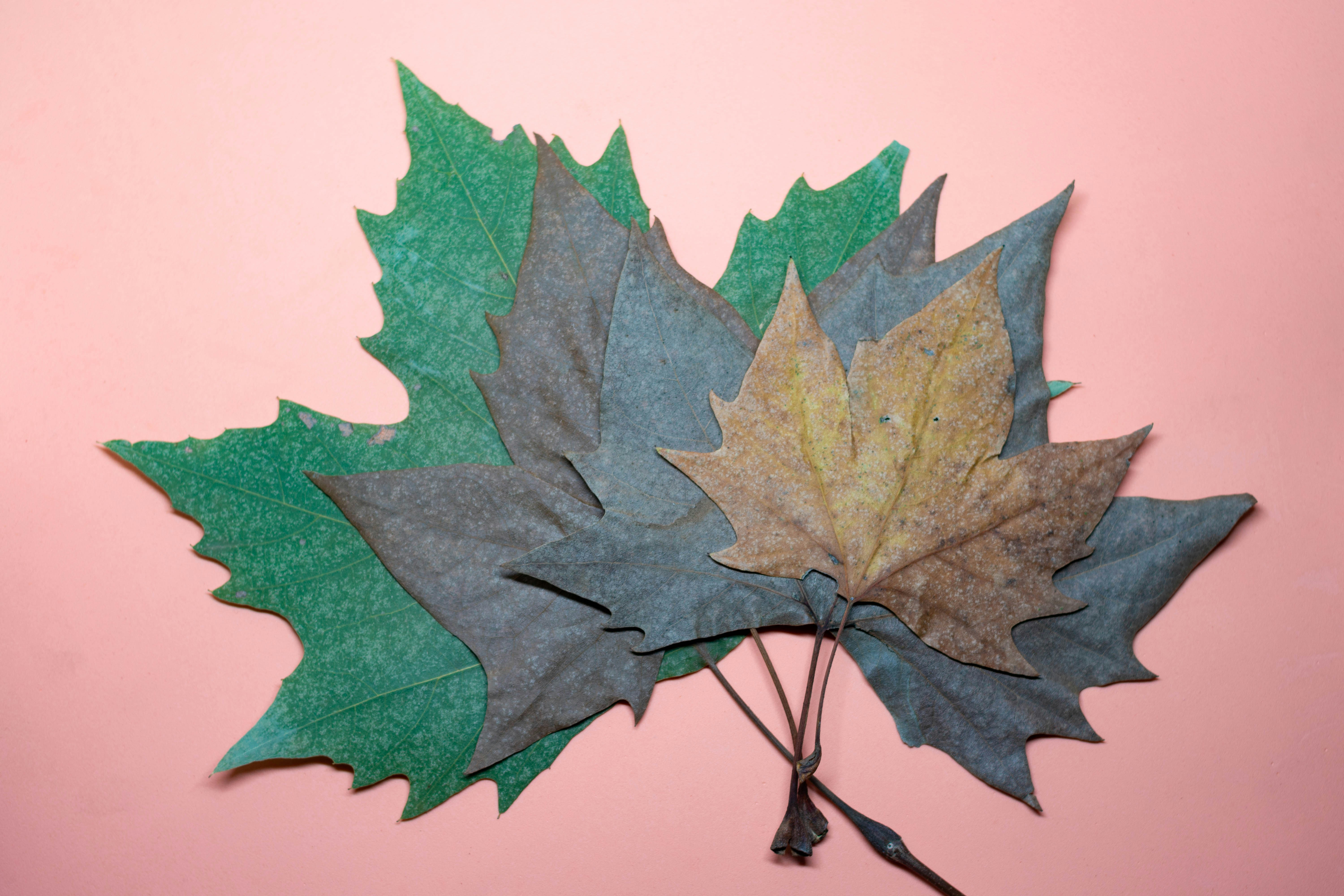 Autumn Leaf Mosaic: A Peach Backdrop Study in Color