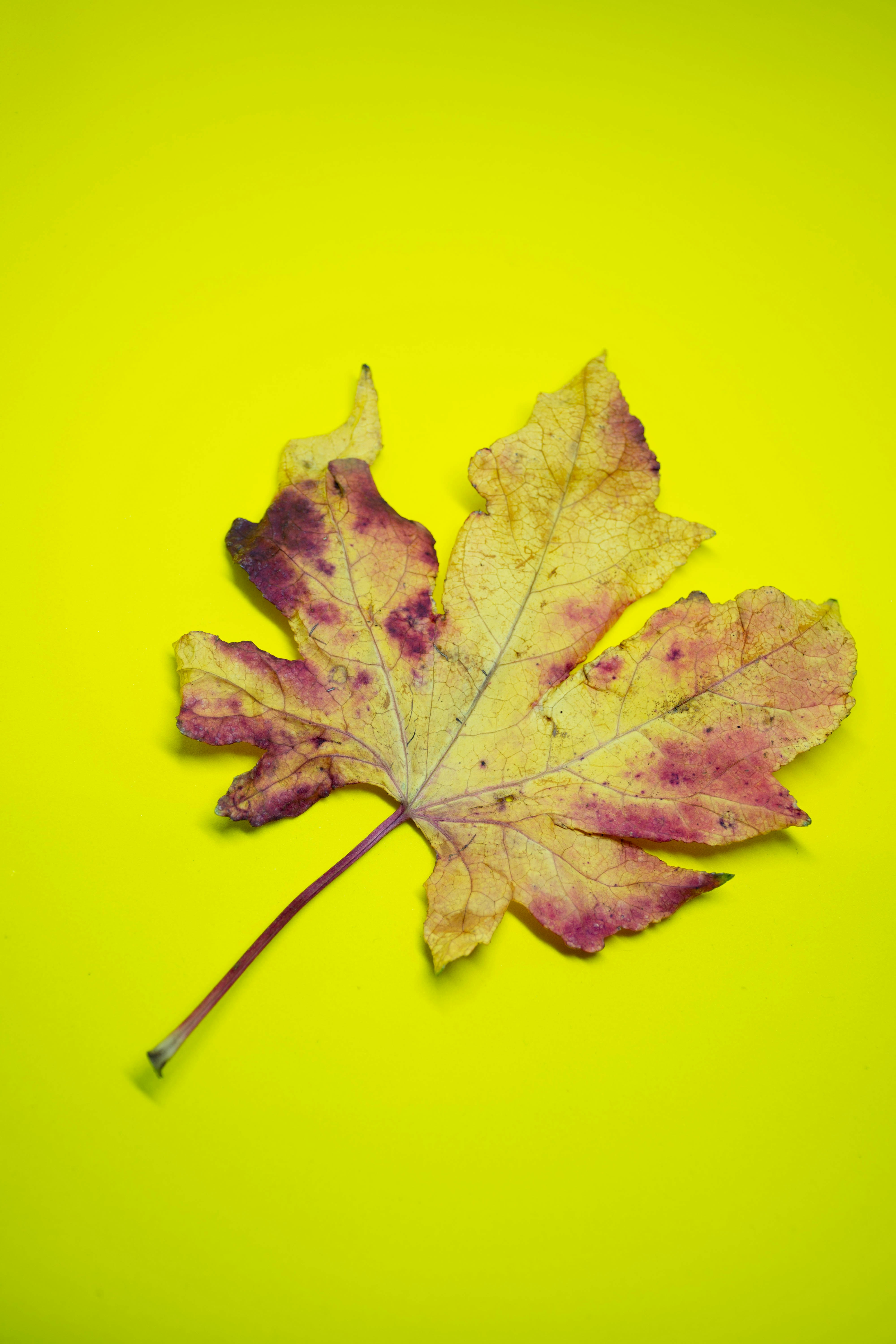 Neon Yellow Backdrop Illuminates a Weathered Maple Leaf