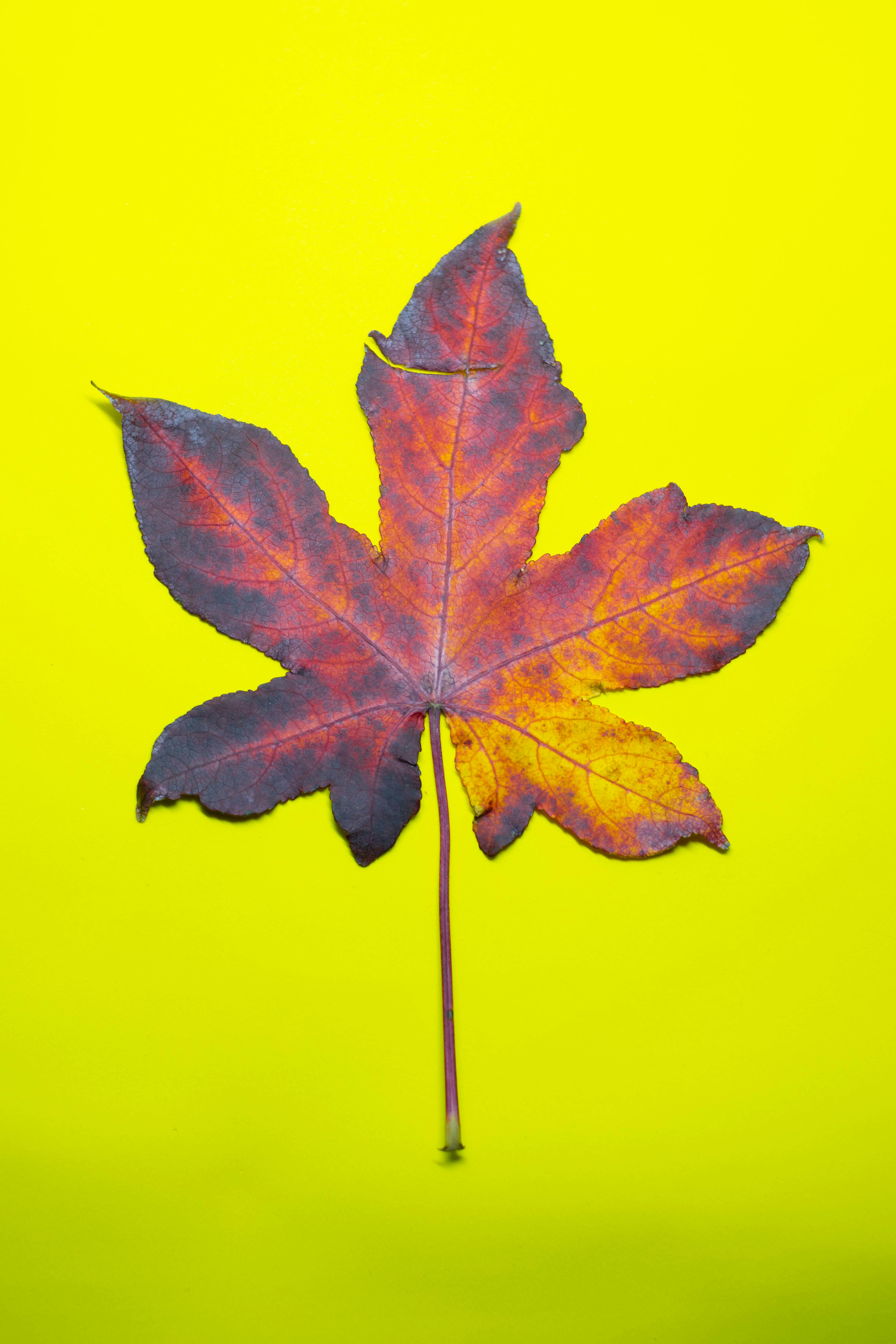 Crimson Maple on a Lemon Stage: An Autumn Color Study