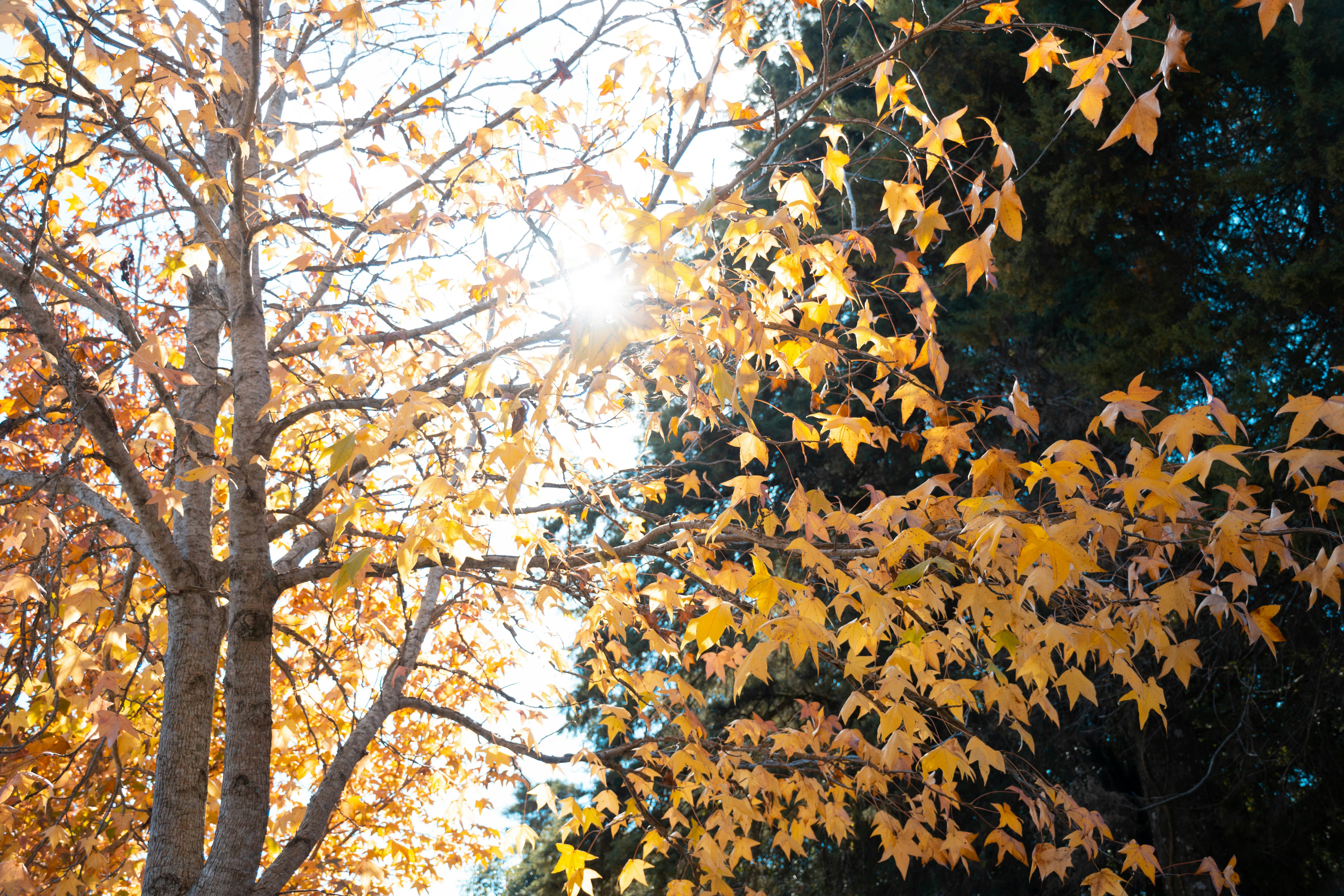 Yellow and brown maple tree photo – Free Land Image on Unsplash