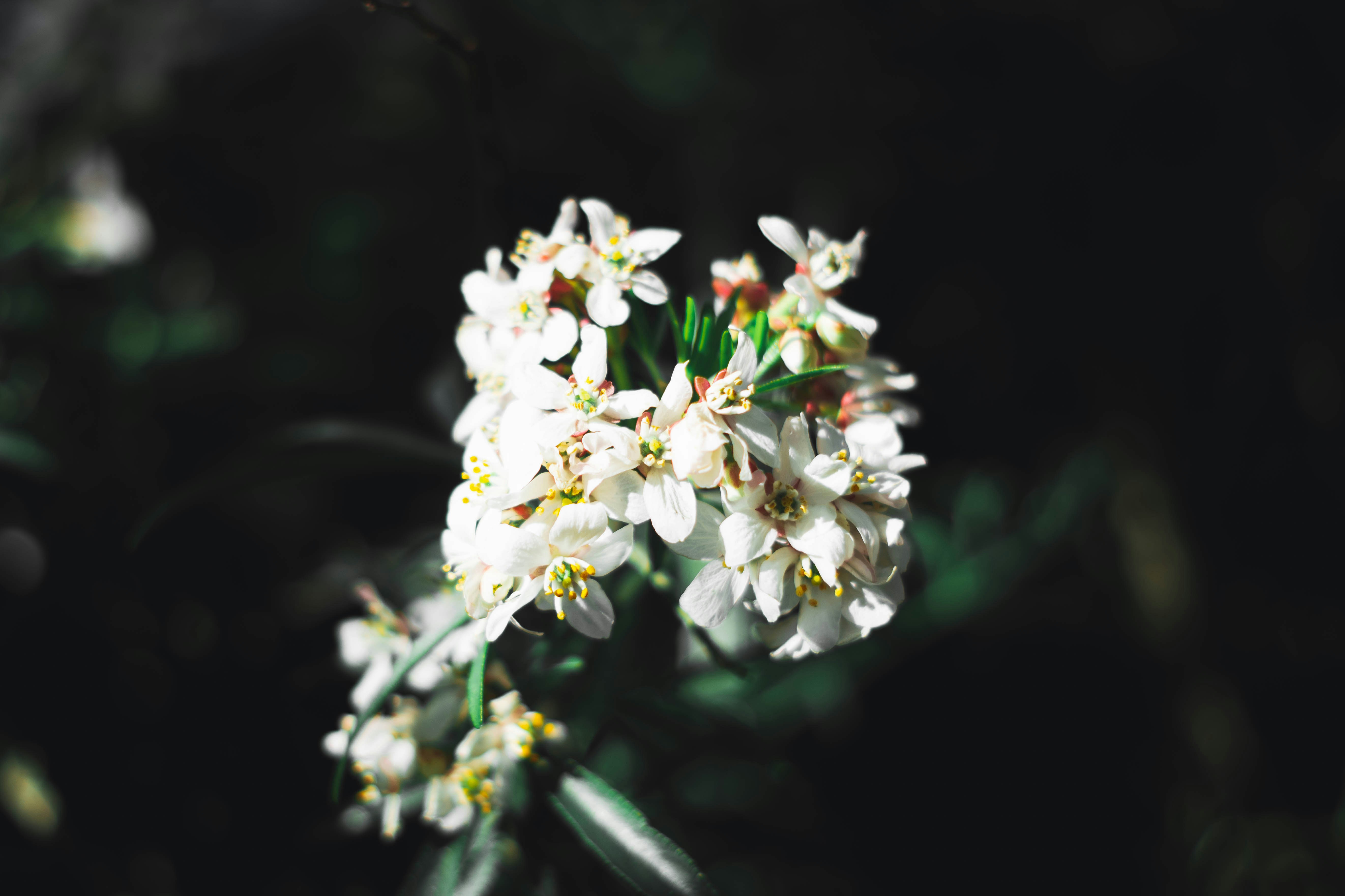Moonlit White Blossoms in a Velvet Backdrop
