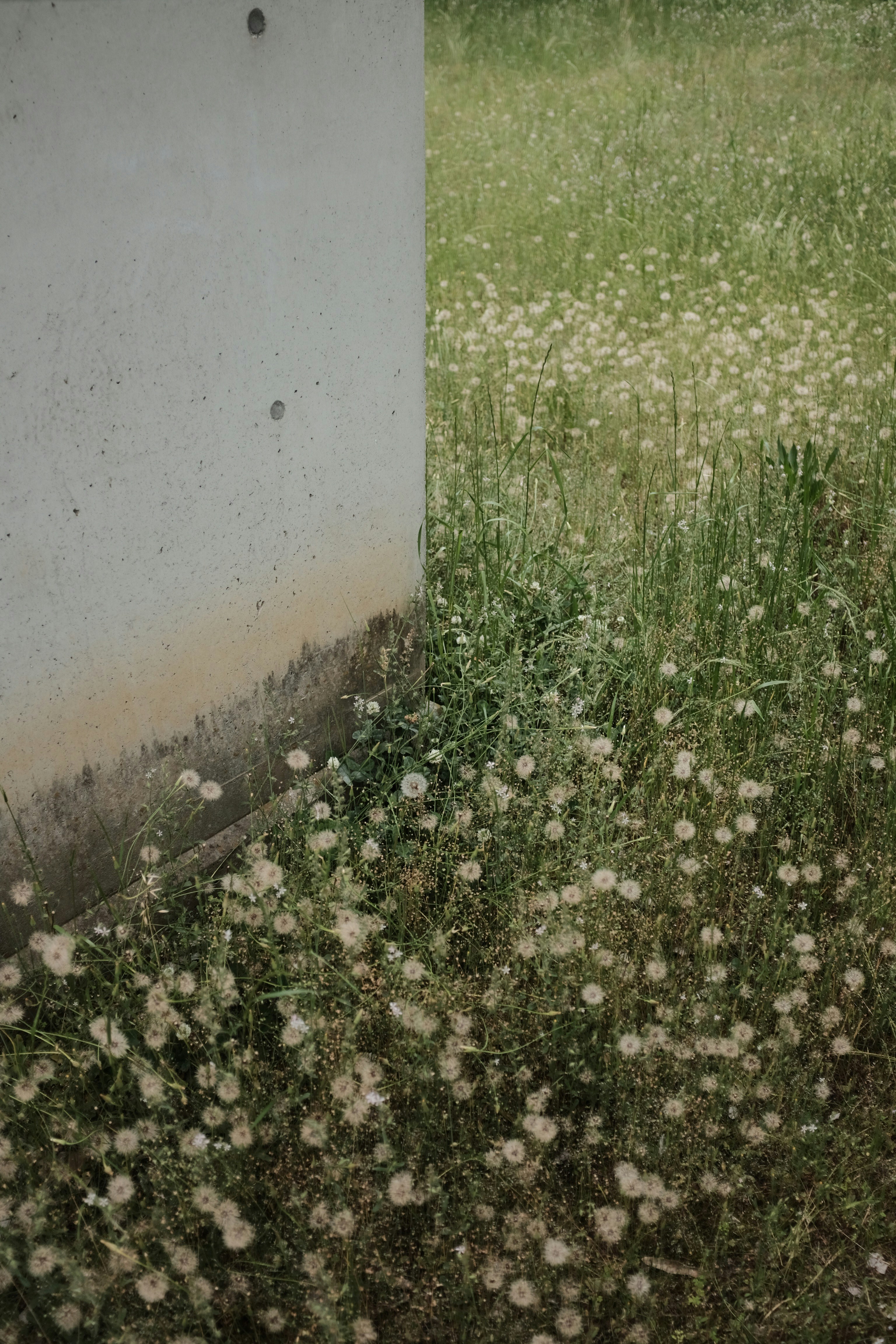 Dandelion-like flowers bloom at the base of a concrete wall, showcasing a contrast between nature and urban structure.