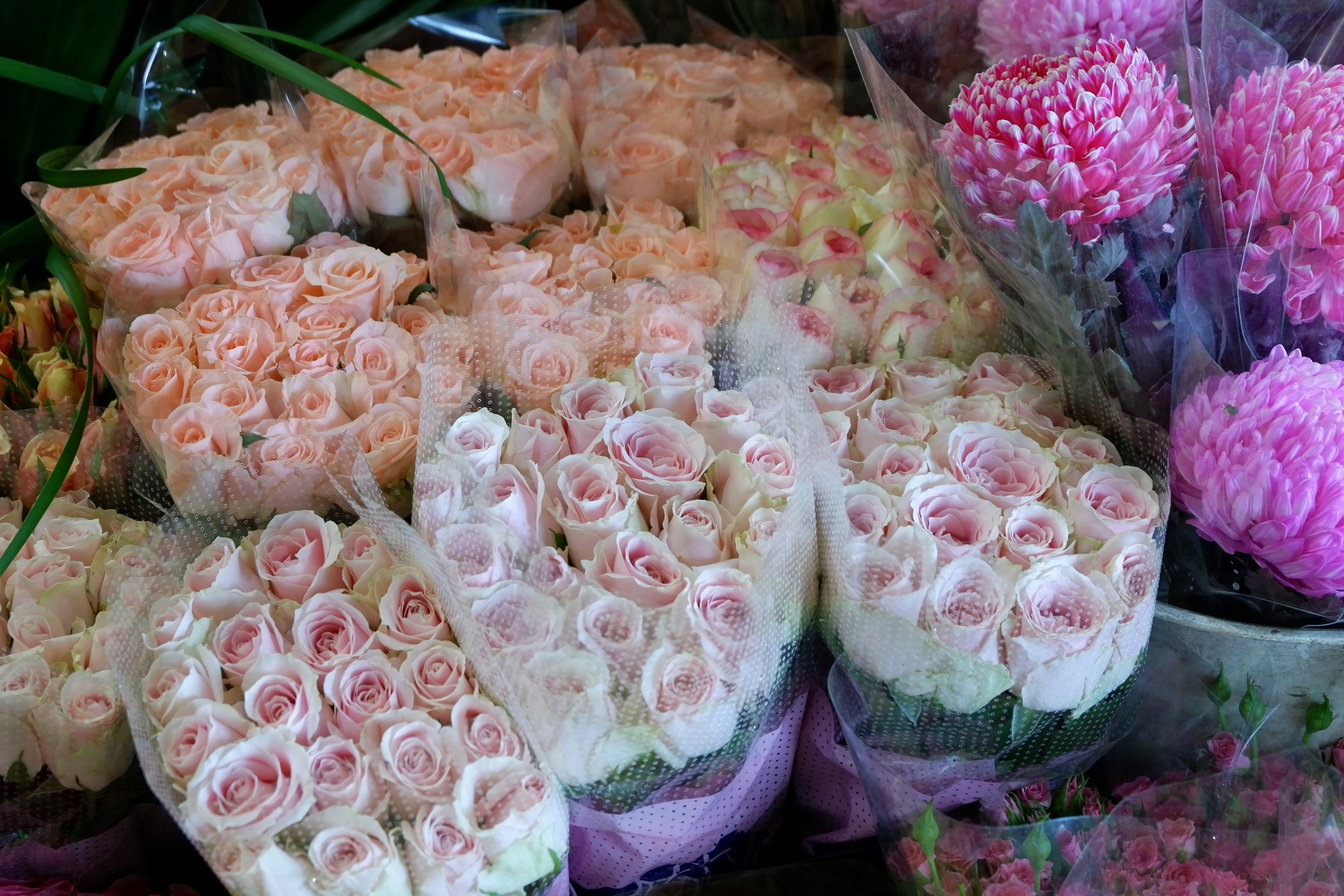 Photograph of pastel pink rose bouquets wrapped in netting at a flower market.