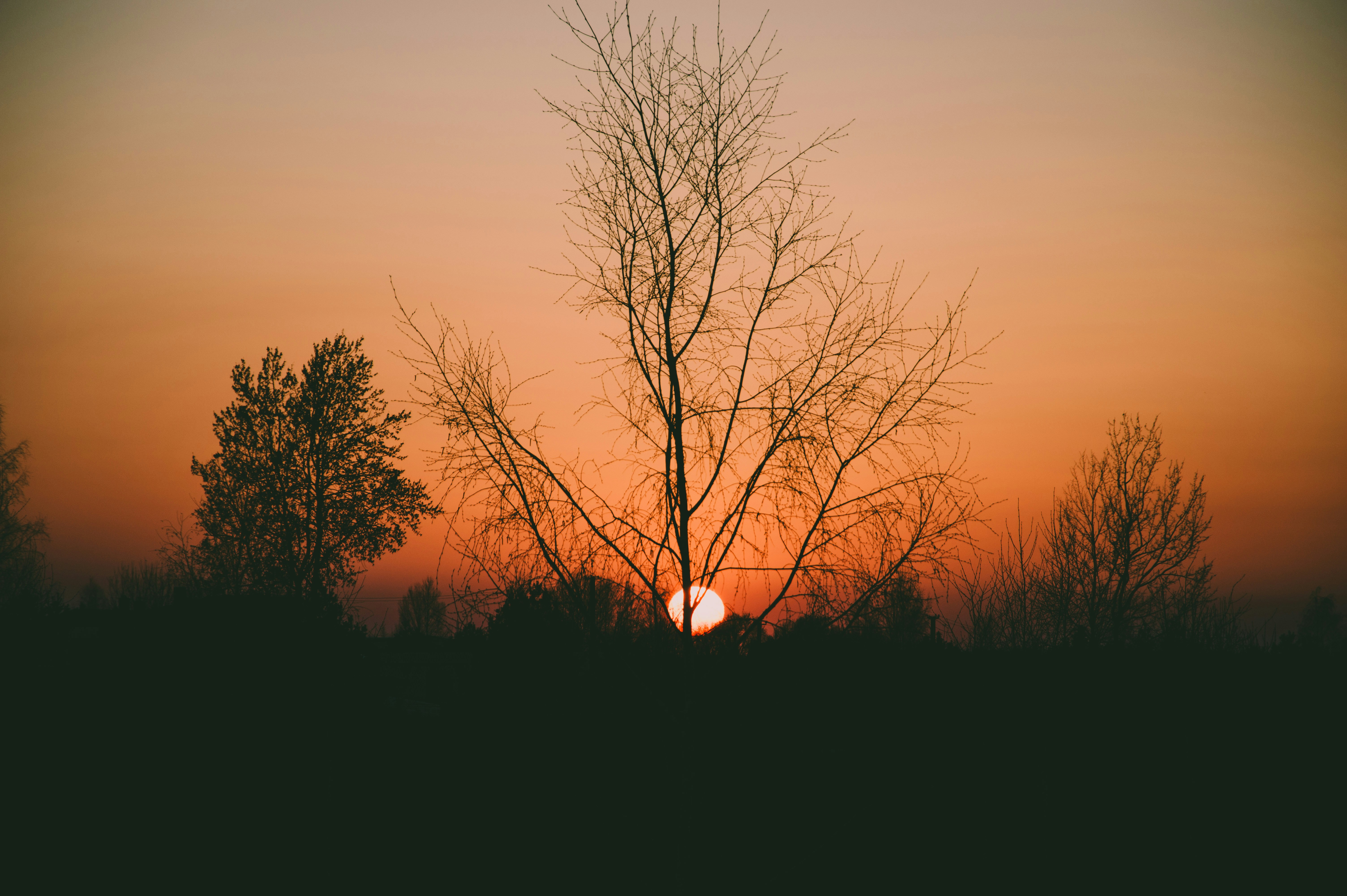 Silhouetted trees against a vibrant sunset, where the sun peeks through the branches, creating a serene atmosphere.