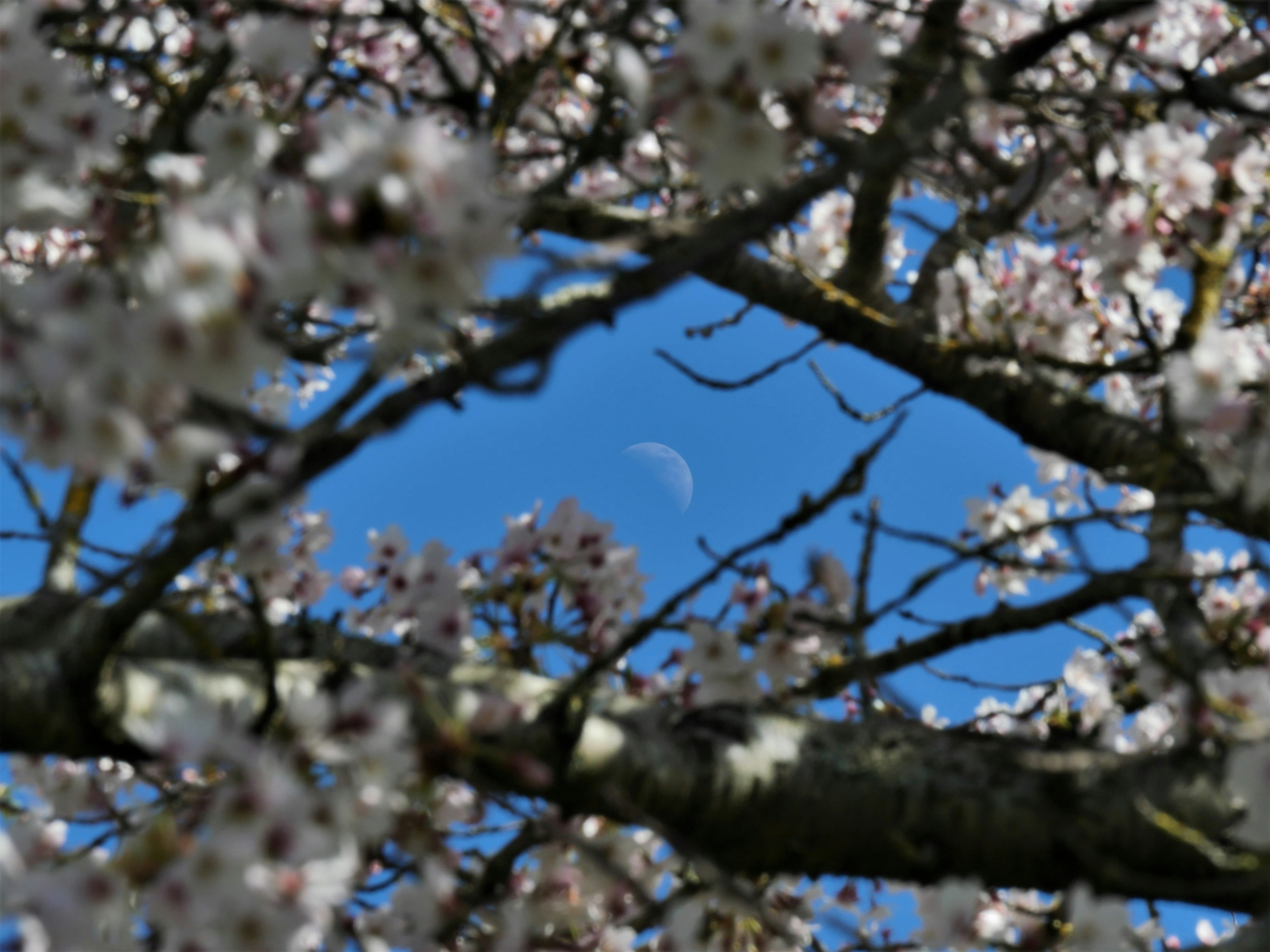white cherry blossom tree under blue sky during daytime