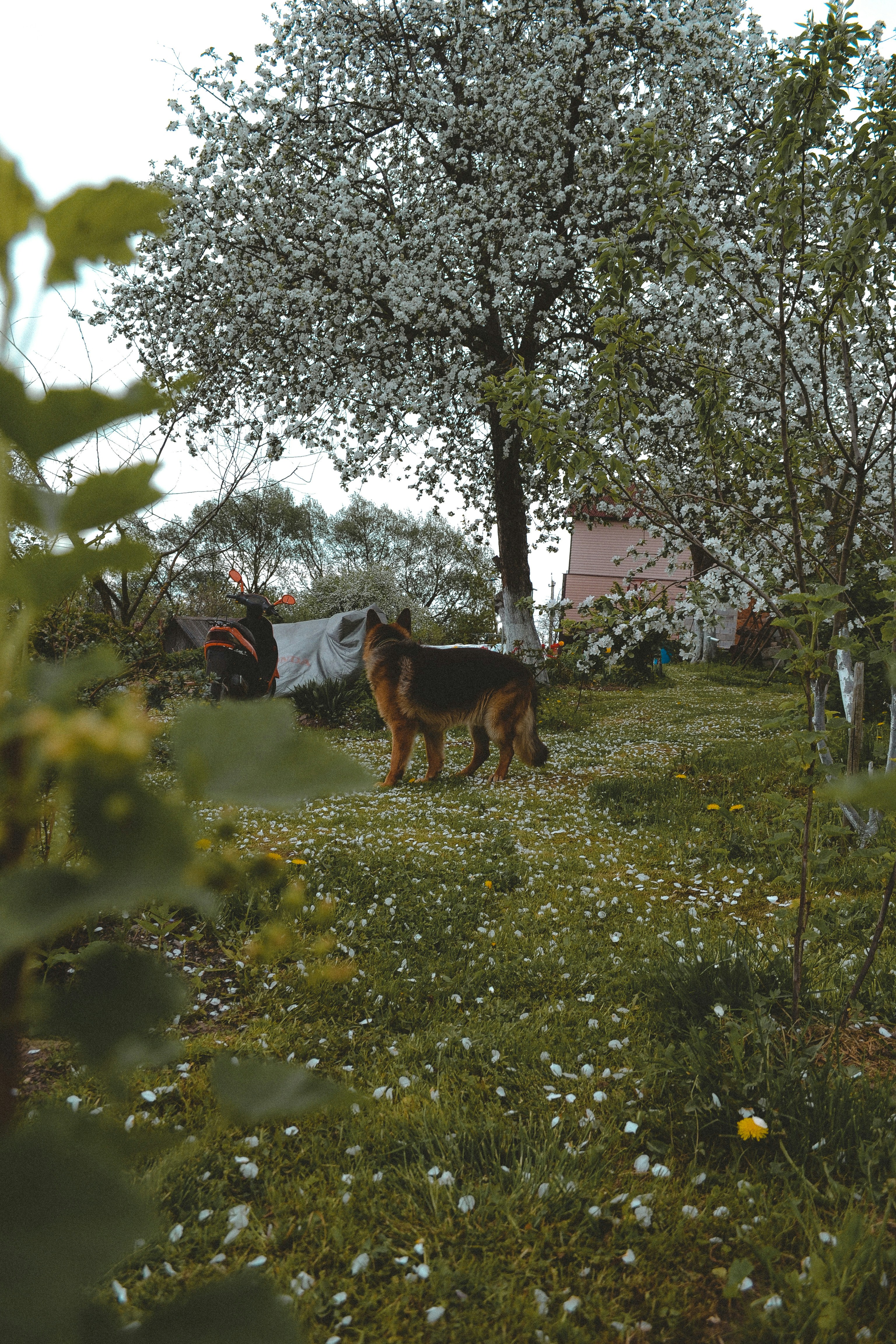 A dog exploring a lush garden adorned with blooming trees and scattered petals, evoking a serene spring atmosphere.