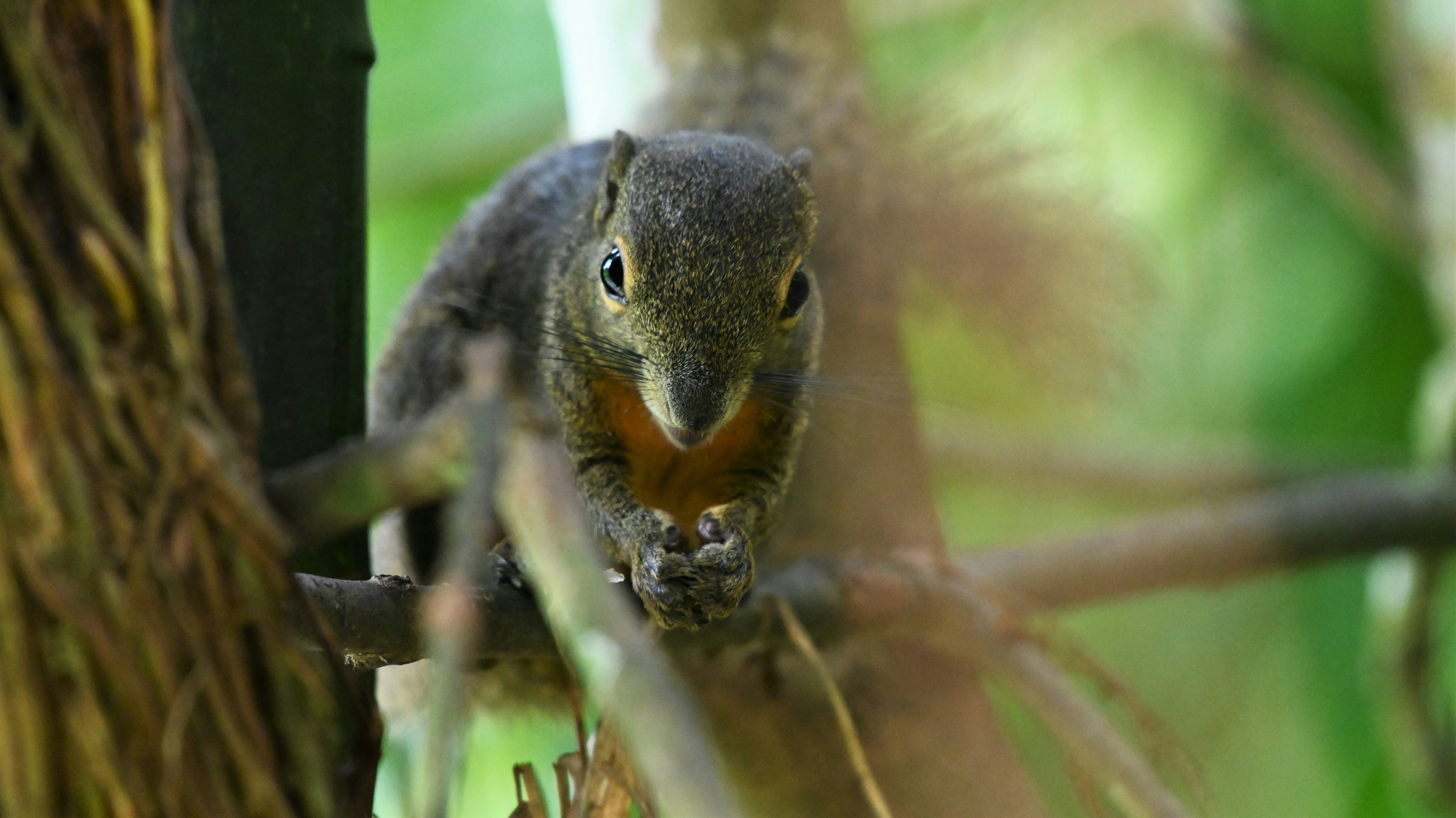 Squirrel in Singapore