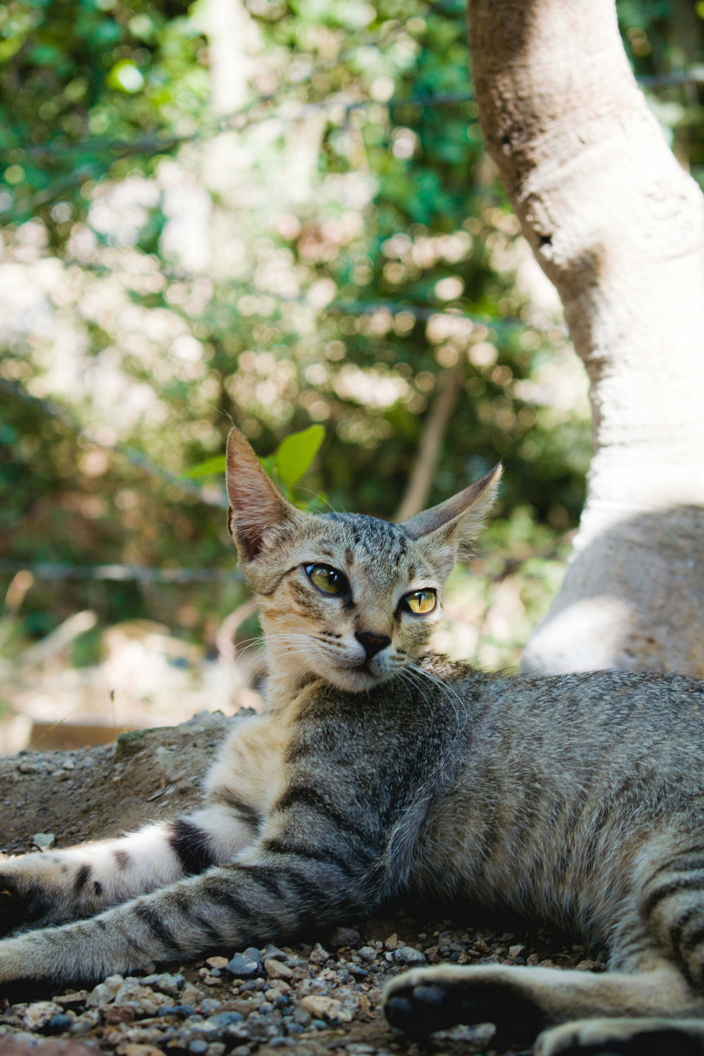 Silver Tabby She Cat