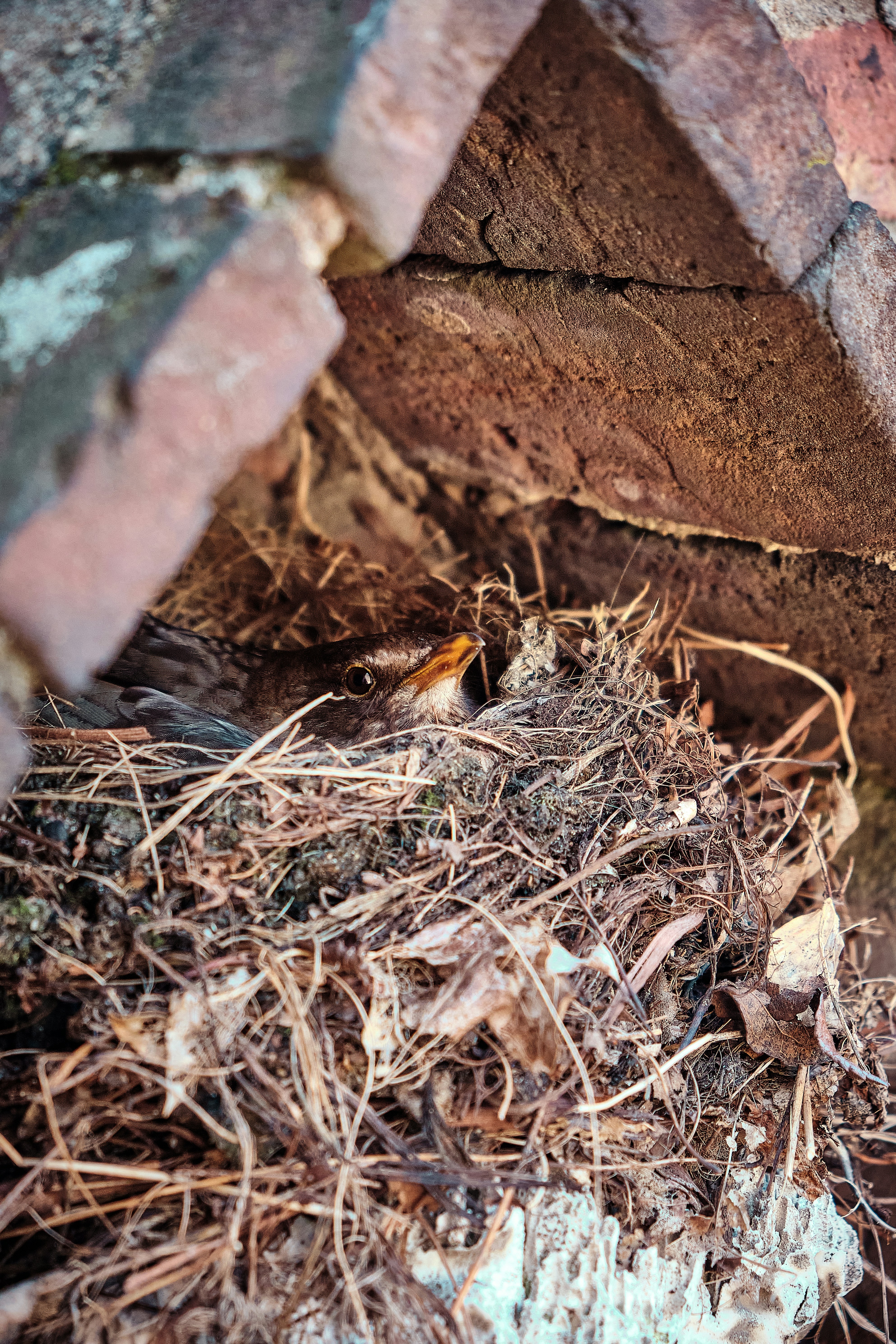 Brown bird on brown dried leaves photo – Free Nest Image on Unsplash