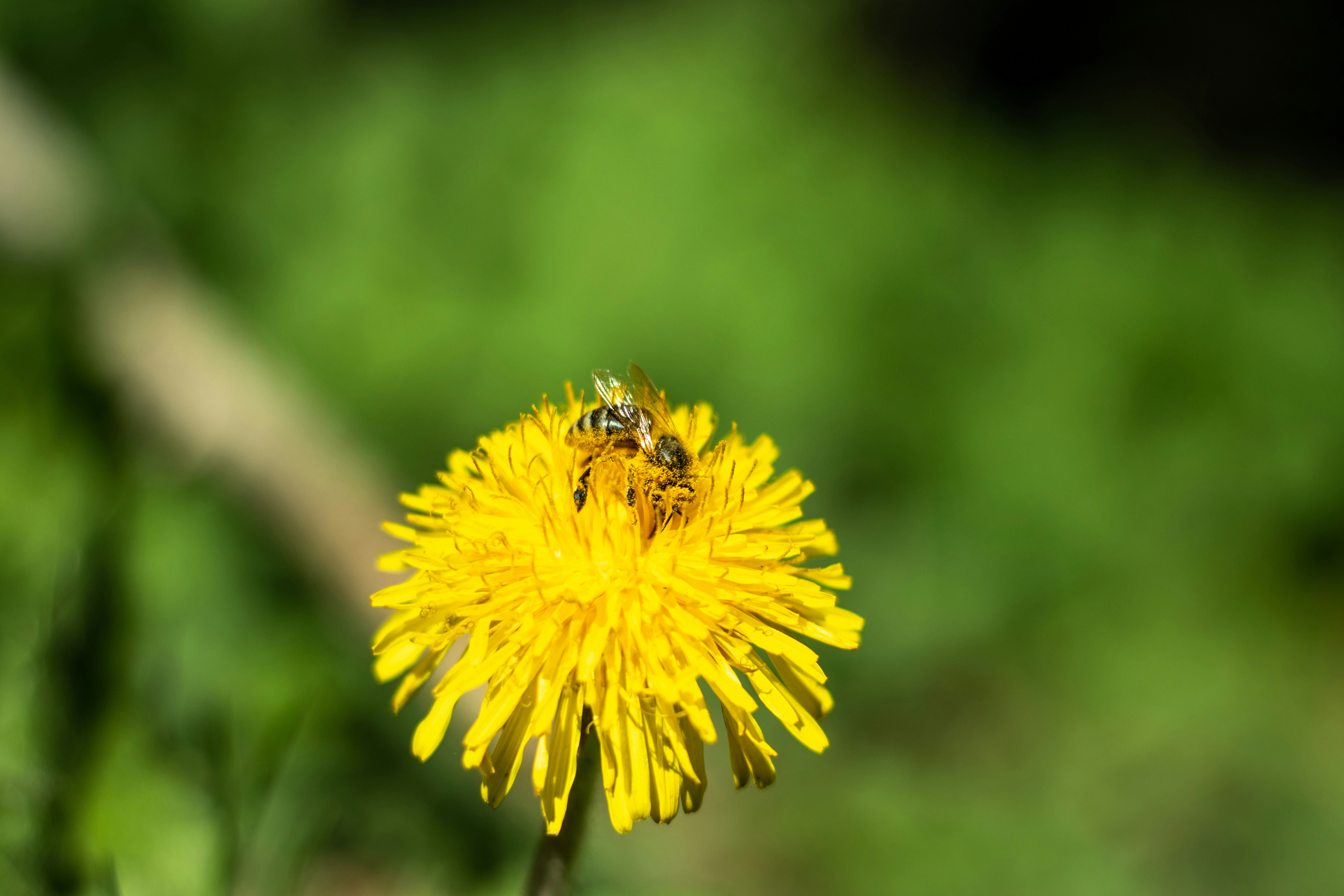 A close-up of a bee collecting pollen from a vibrant yellow dandelion flower amidst a blurred green background.