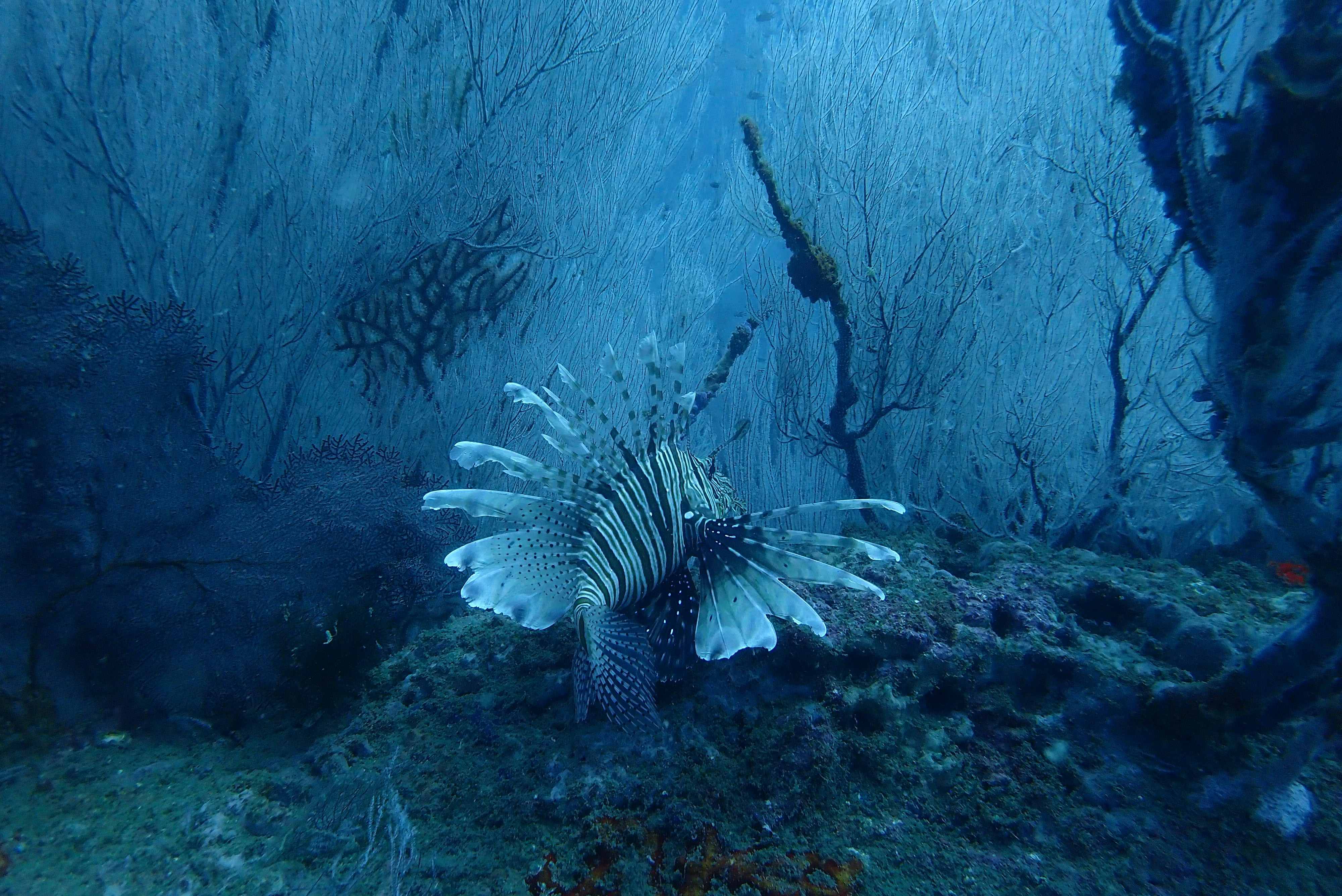 A lionfish elegantly displays its fins amidst a vibrant underwater landscape filled with coral formations. The serene blue hues create a tranquil marine atmosphere.