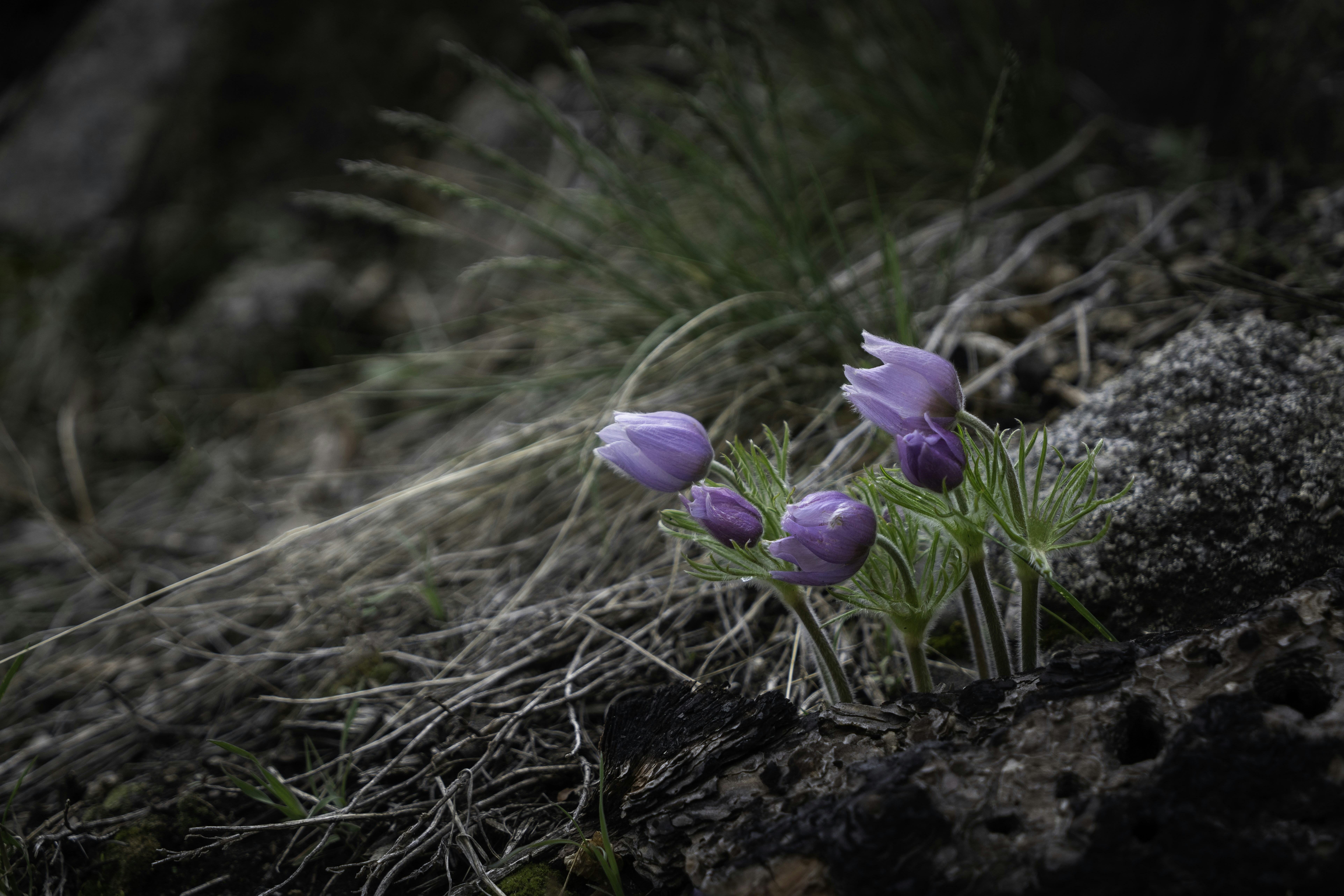 Lilac Buds Nurtured by a Weathered Forest Floor